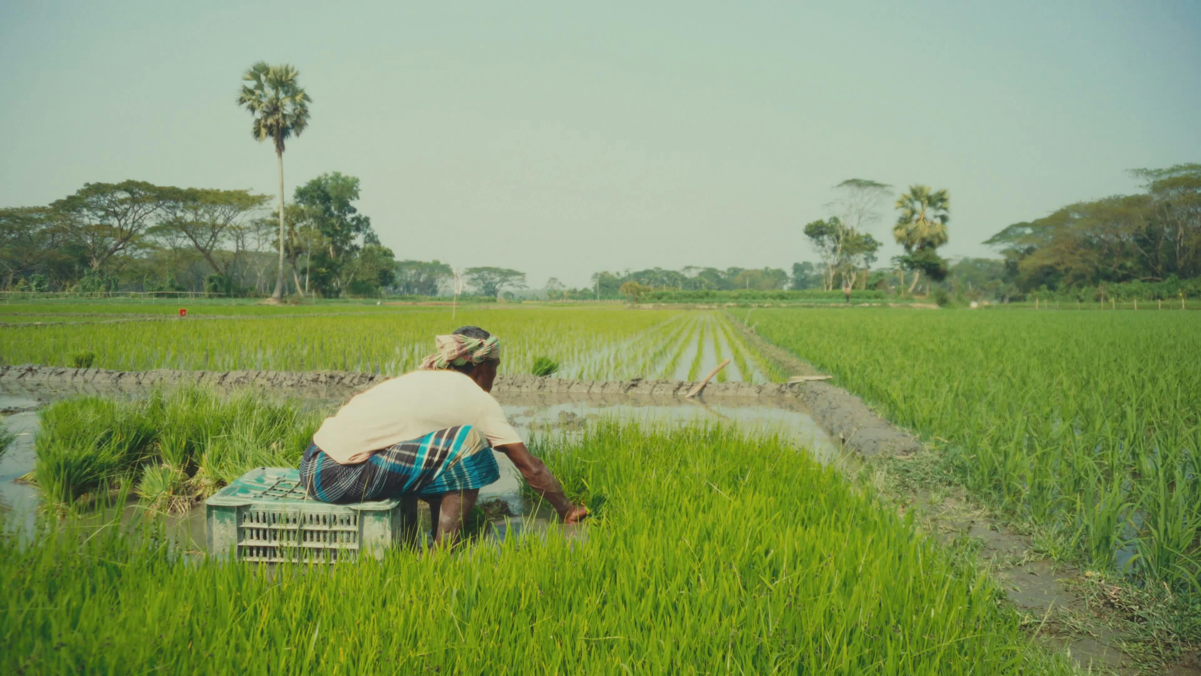 Cultivation Method Videos, Download The BEST Free 4k Stock Video ...