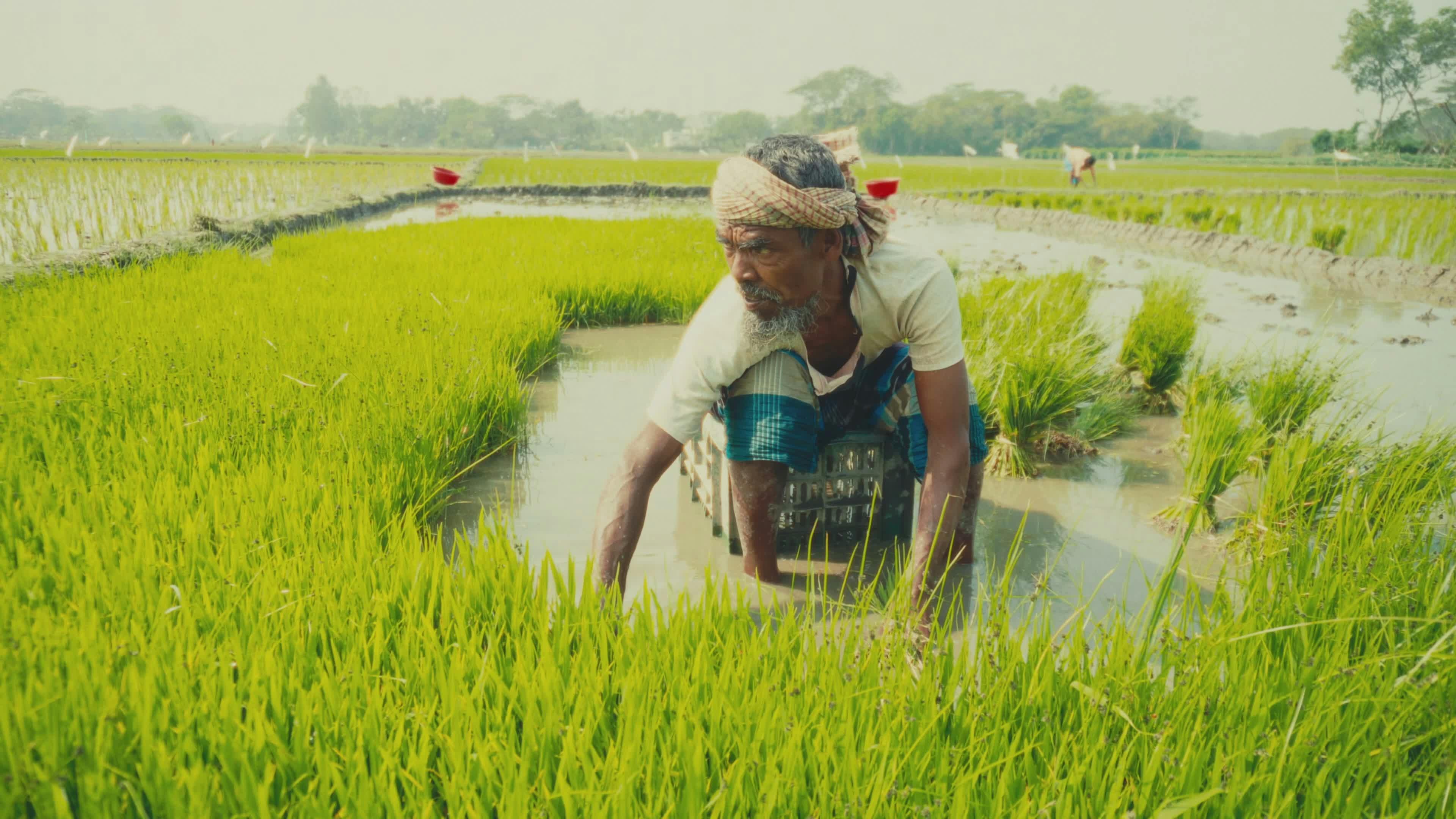Traditional Rice Farming in South Asian Paddy Field Free Stock Video ...