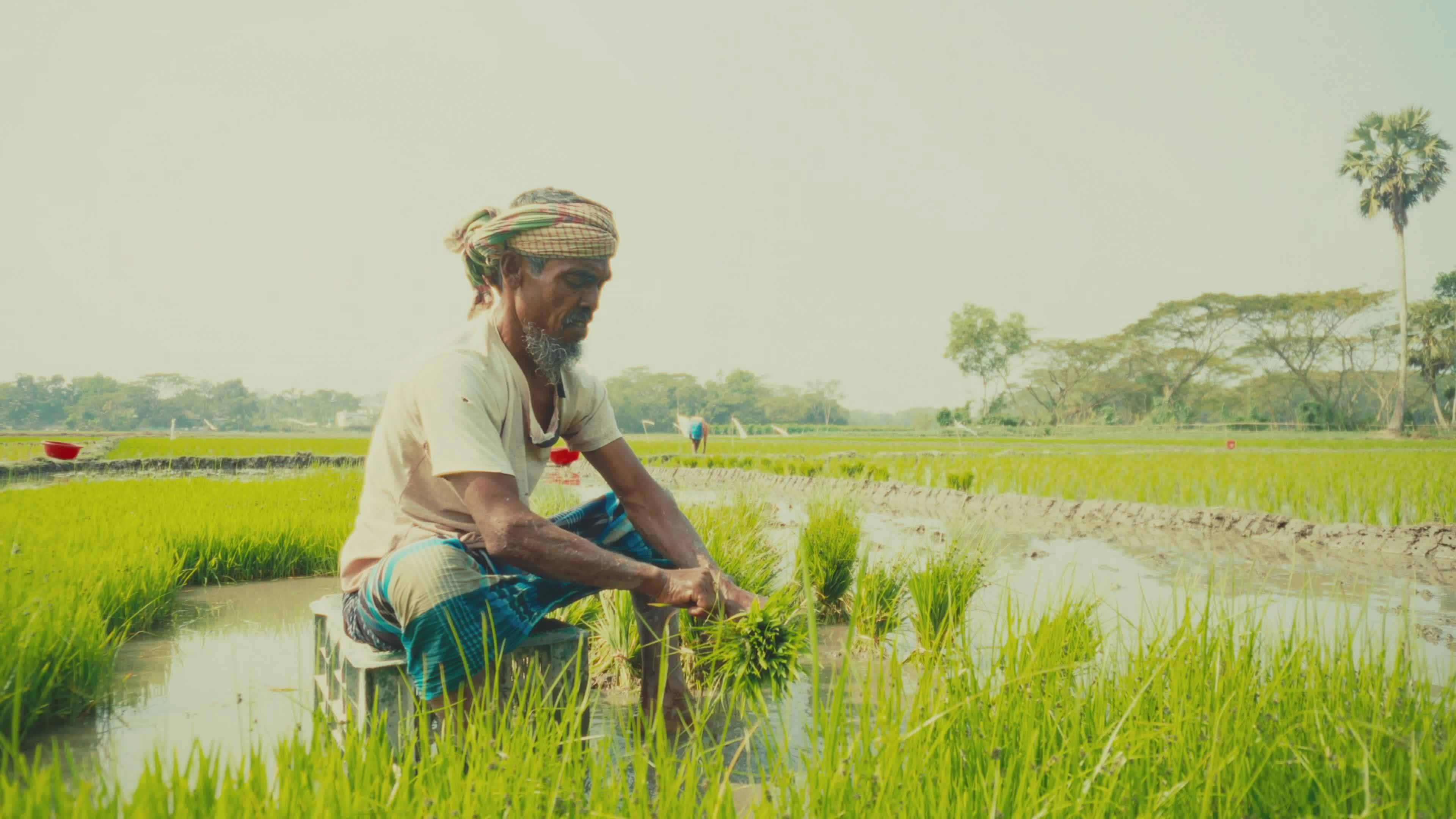 Traditional Rice Farming in Rural Bangladesh Free Stock Video Footage ...