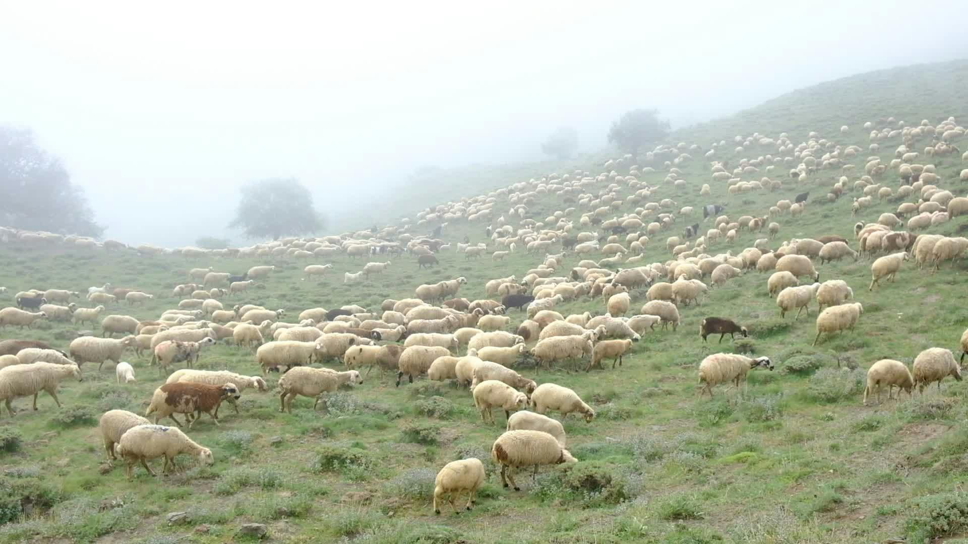 Hearding Sheep Videos, Download The BEST Free 4k Stock Video Footage ...