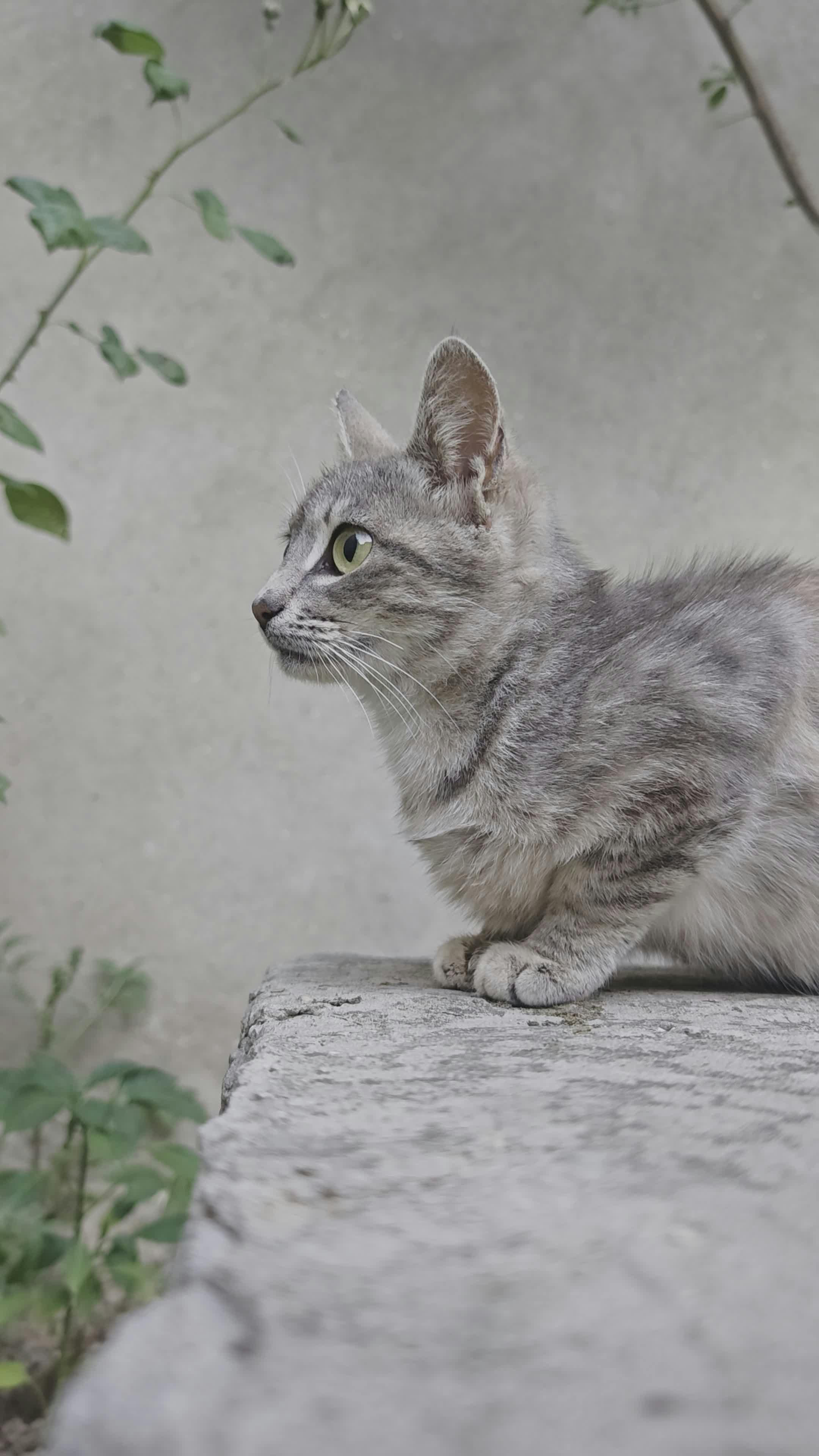 Cat Rooibos Videos, Download The BEST Free 4k Stock Video Footage & Cat ...