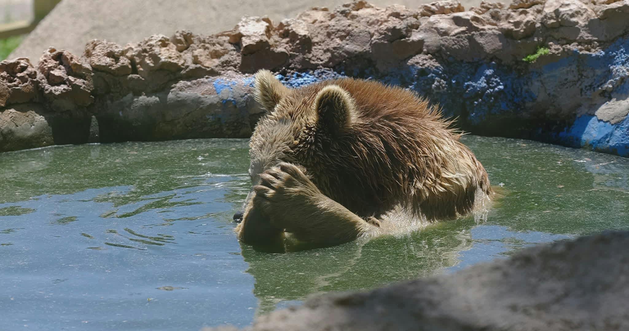 Peaceful Brown Bear Sleeping in Sunlight Free Stock Video Footage, Royalty-Free 4K & HD Video Clip