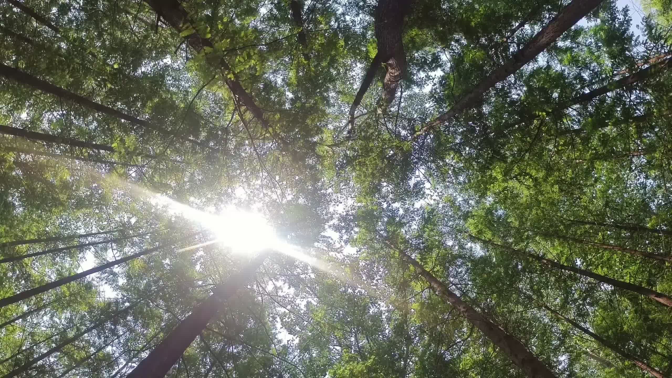 Vídeos de stock gratuitos sobre 4k, al aire libre, arboles, árboles ...