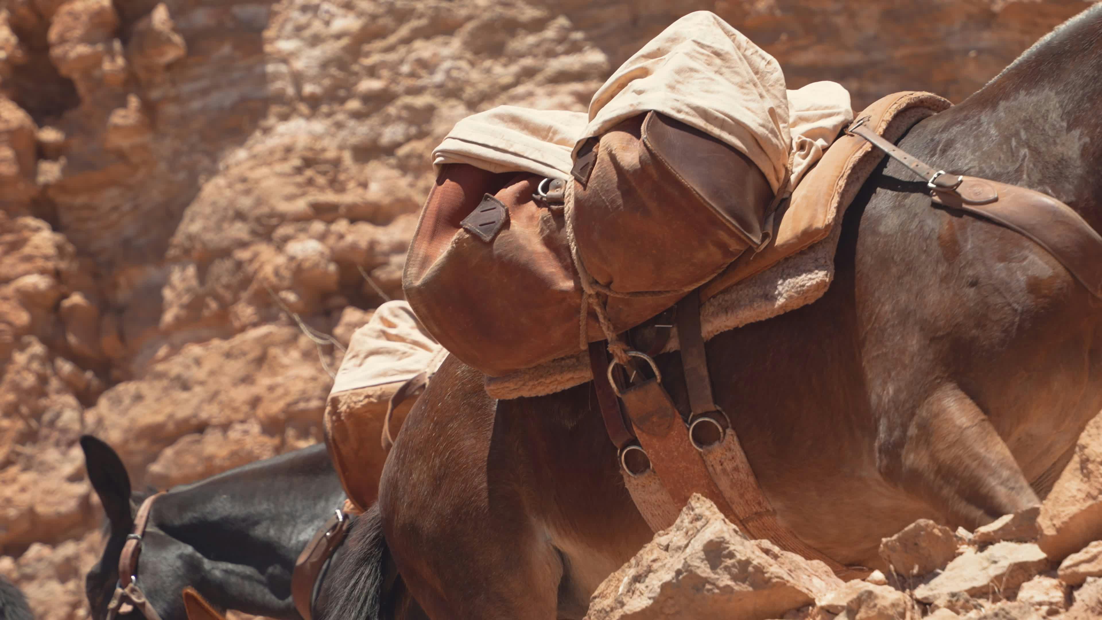 Scenic Mule Pack Train in the Grand Canyon Free Stock Video Footage ...