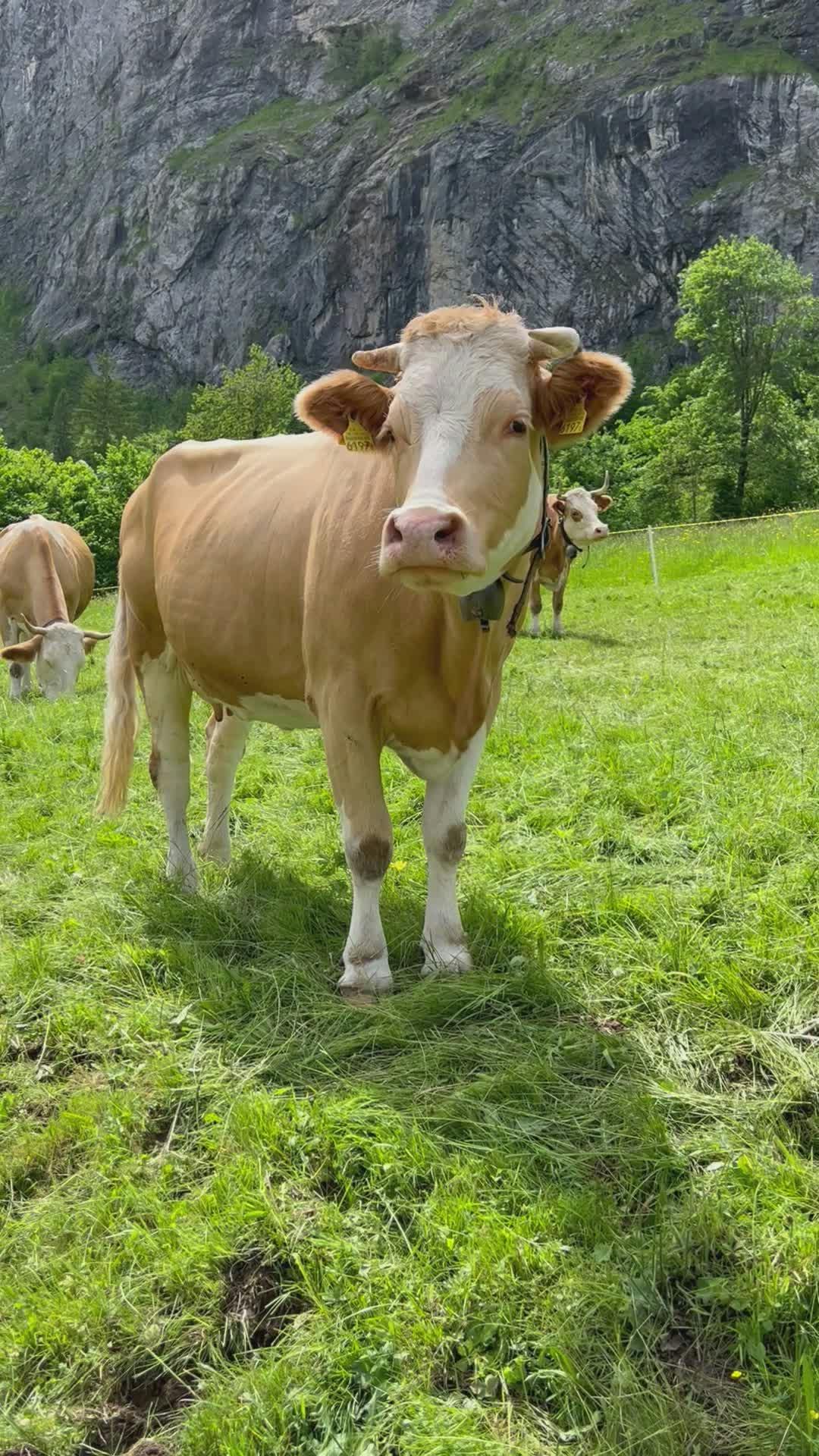 Cows In Pasture Videos, Download The BEST Free 4k Stock Video Footage ...