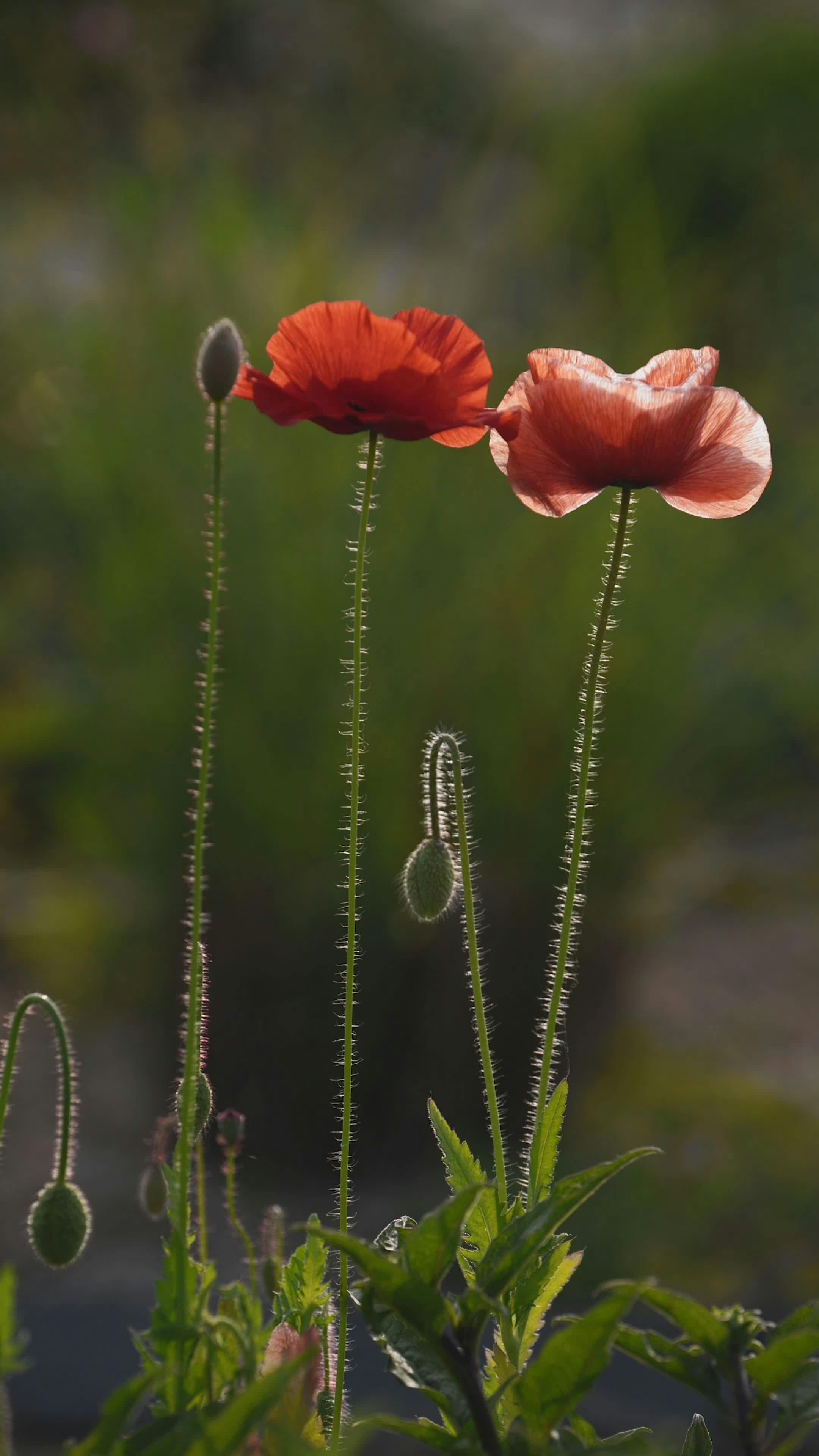 Panda+Symbol Videos, Download The BEST Free 4k Stock Video Footage ...