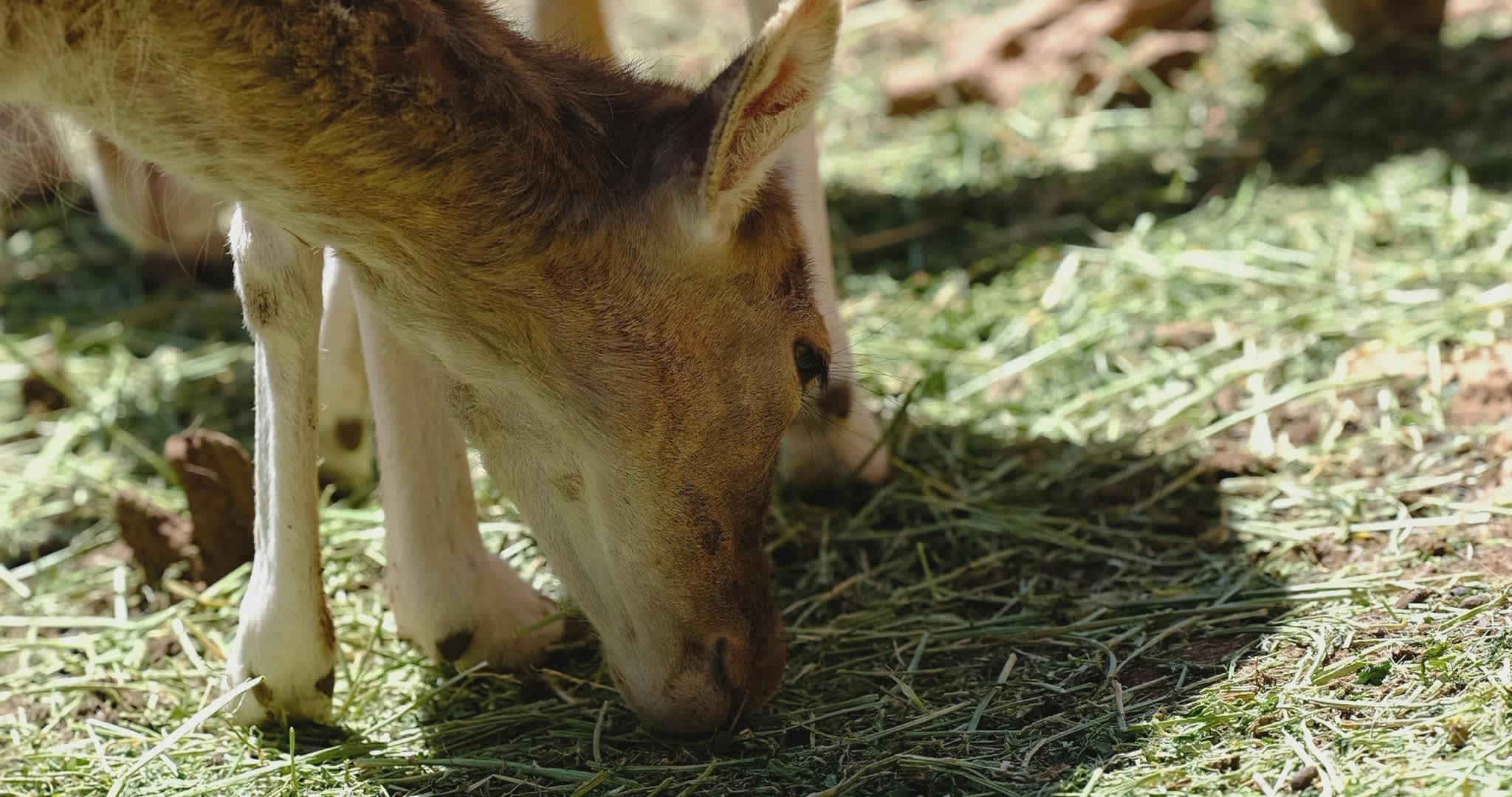 Funny Face Videos, Download The BEST Free 4k Stock Video Footage ...