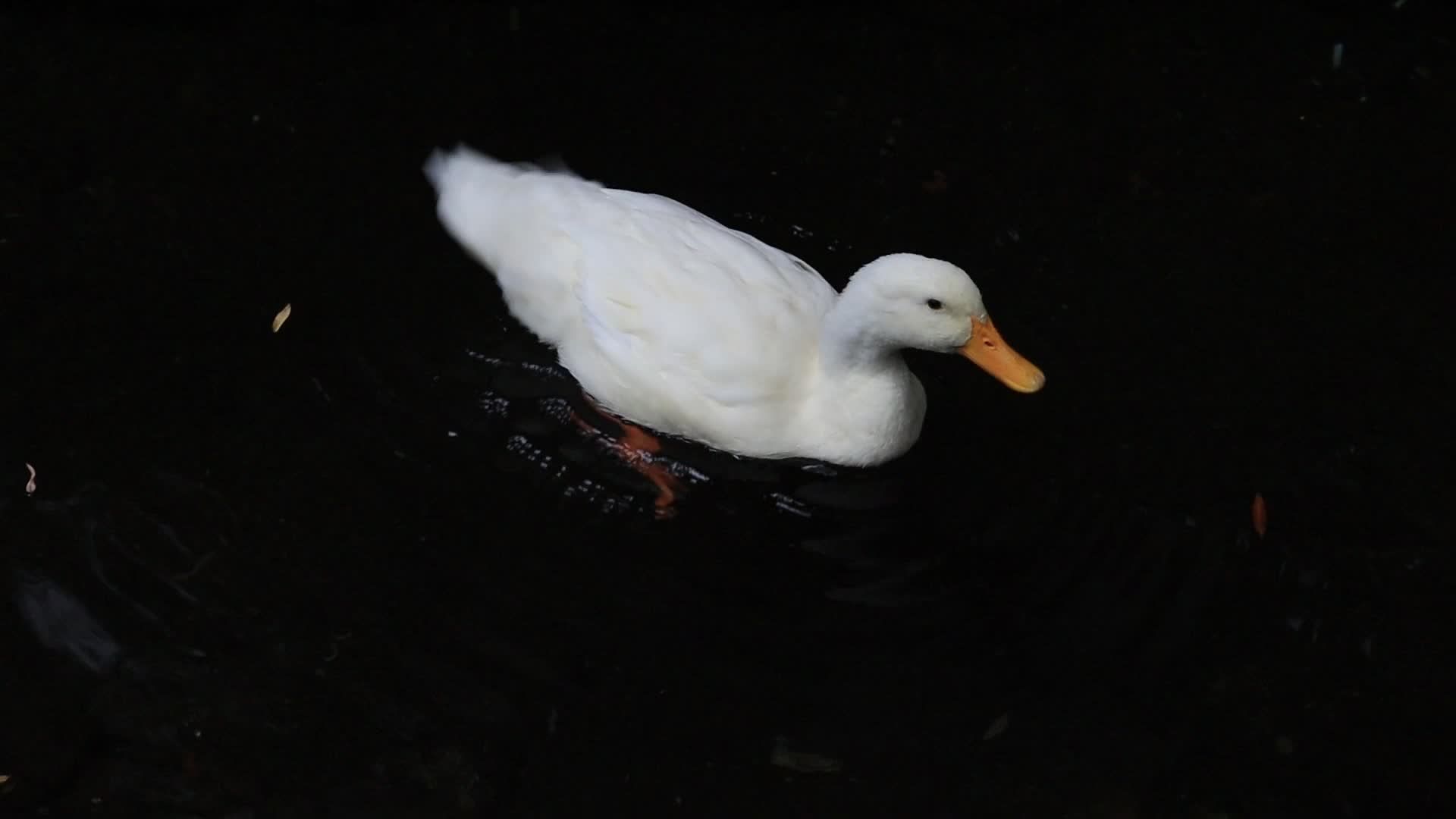 Boya Bird Videos, Download The BEST Free 4k Stock Video Footage & Boya ...