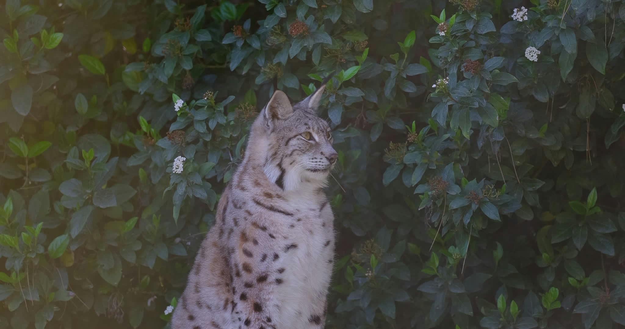 Bobcat Videos, Download The BEST Free 4k Stock Video Footage & Bobcat ...