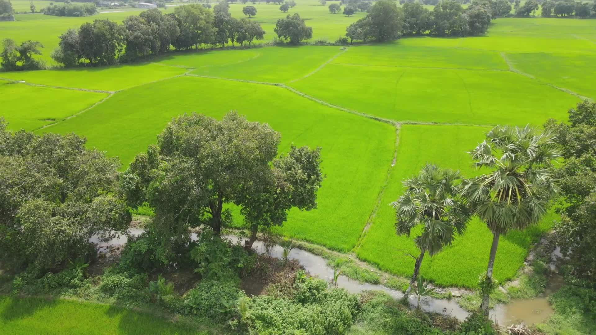 Lush Green Fields with Trees Aerial View Free Stock Video Footage ...