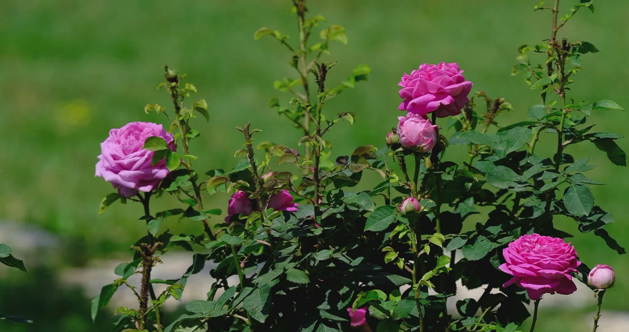 Video Of Flower Blooming Free Stock Video Footage, Royalty-Free 4K & HD ...