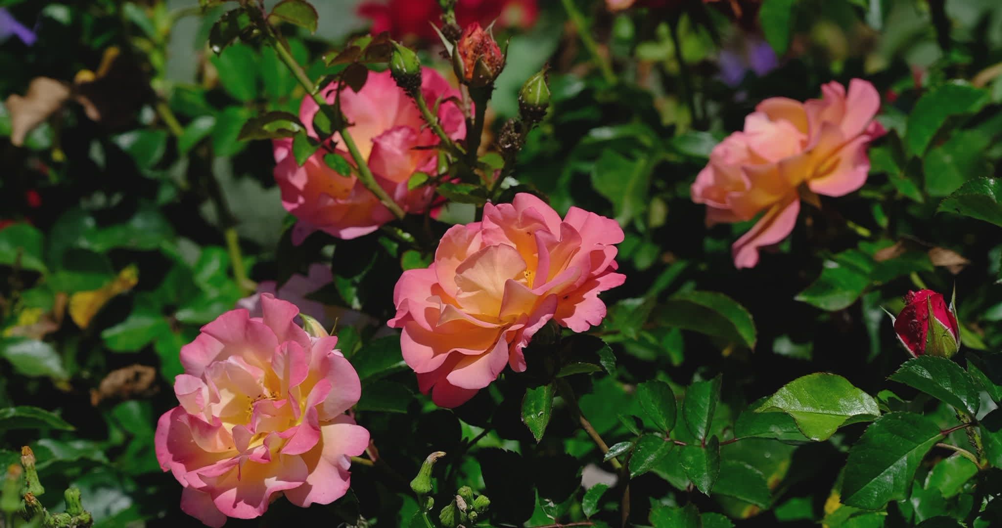 Elegant Pink Roses Blooming in Sunny Garden Free Stock Video Footage ...