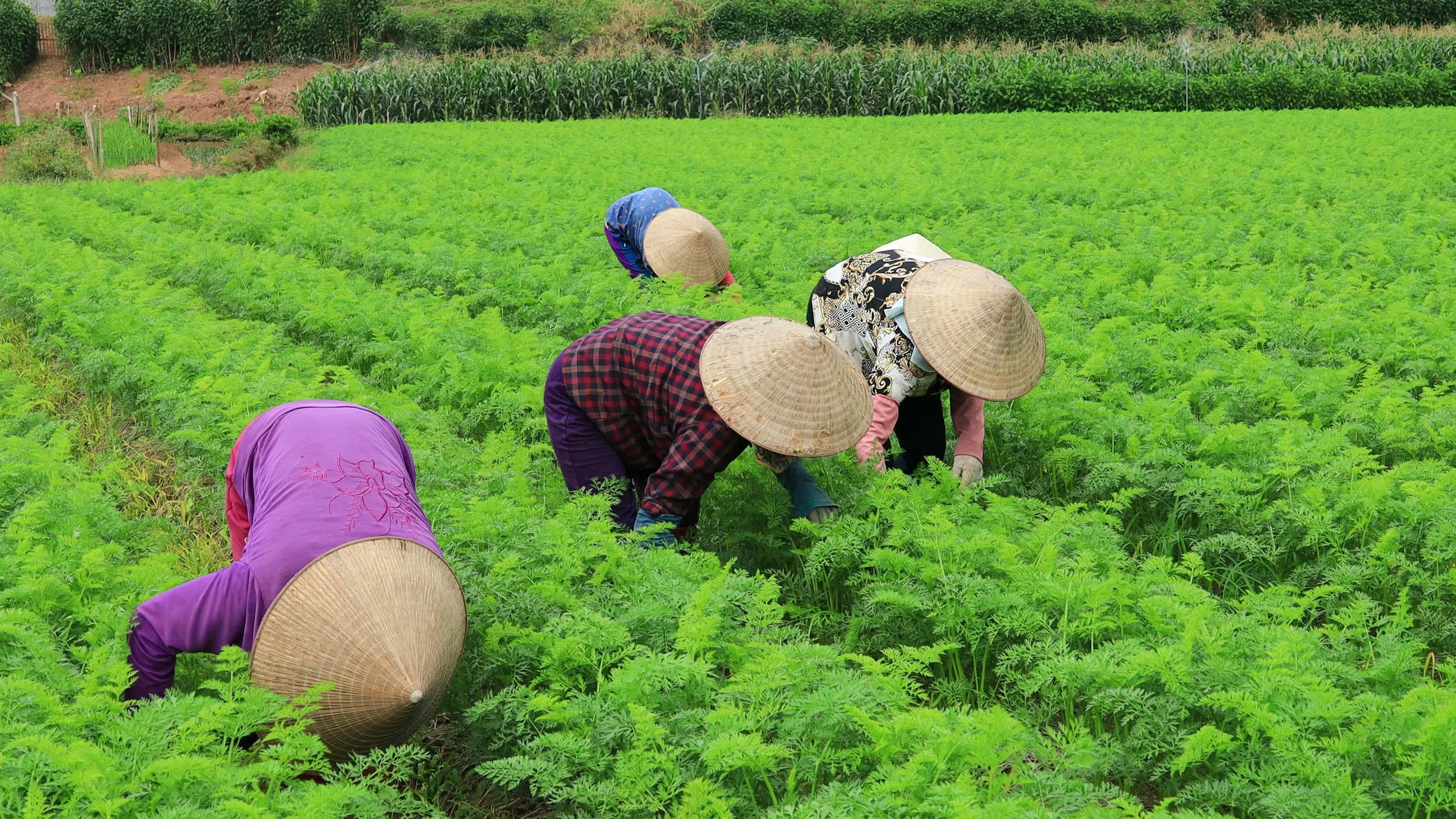 Weak Crops Videos, Download The BEST Free 4k Stock Video Footage & Weak ...