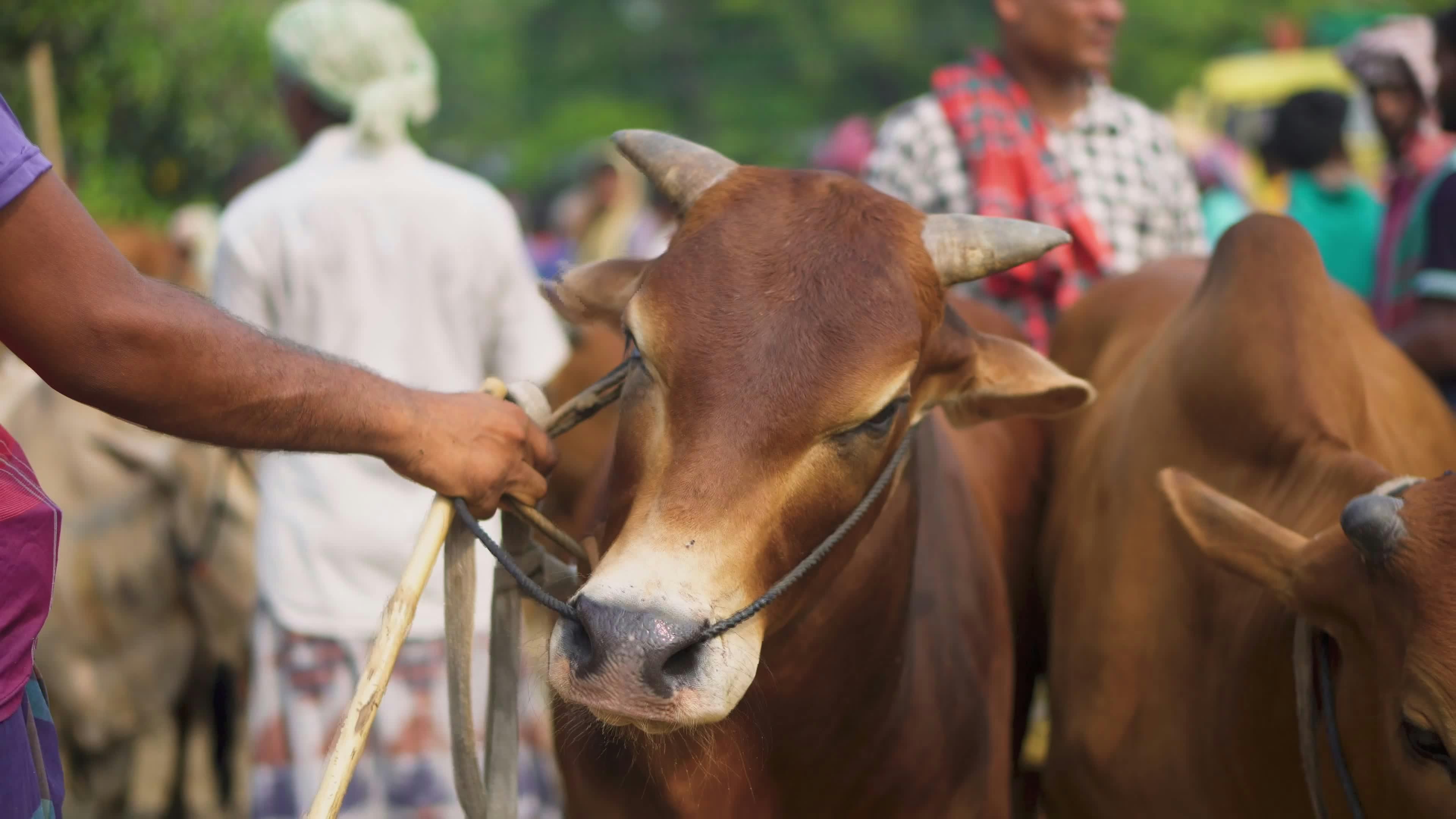 Desi+Phudi Videos, Download The BEST Free 4k Stock Video Footage & Desi ...