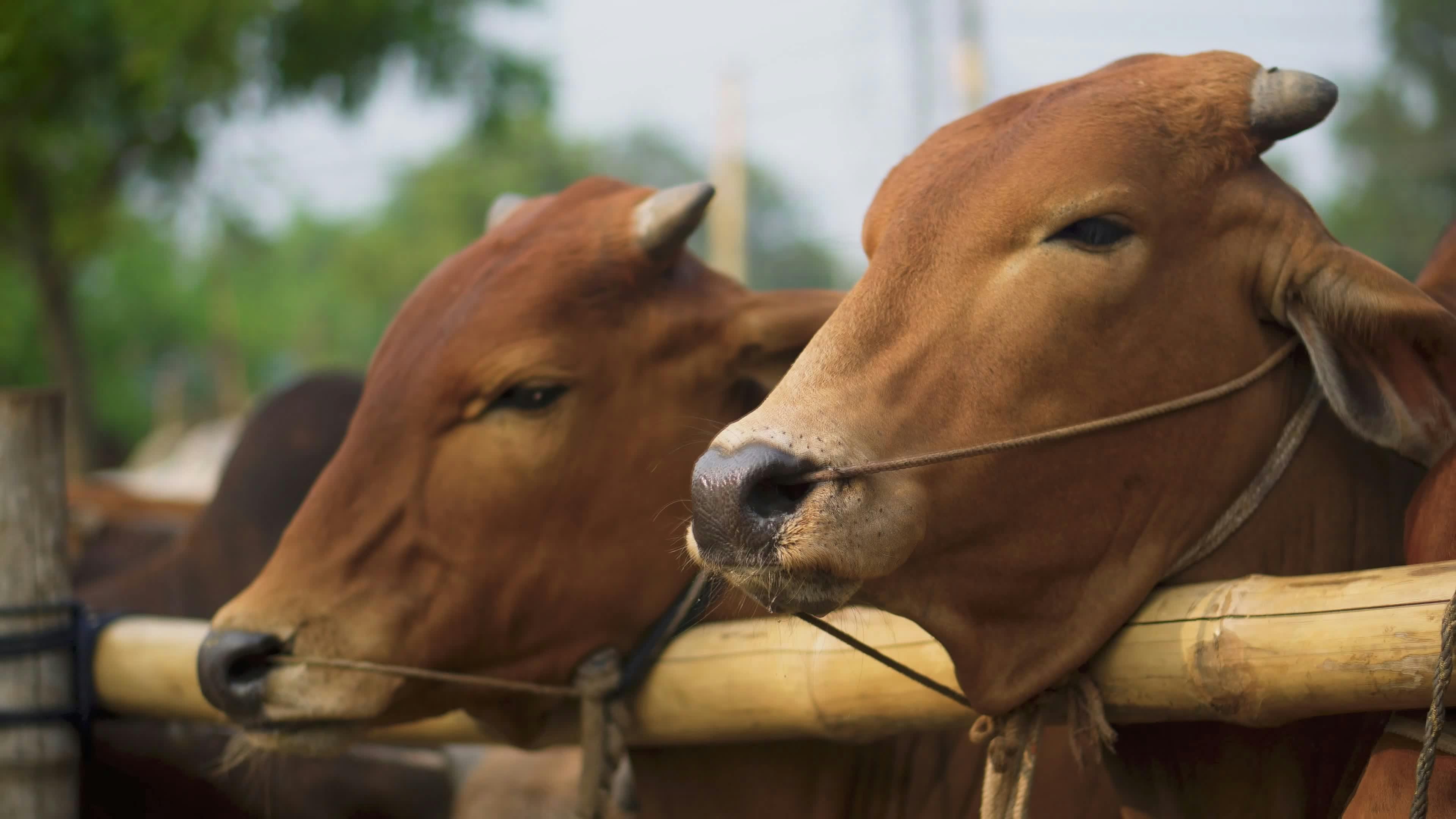 4k Cattle Video Videos, Download The BEST Free 4k Stock Video Footage ...