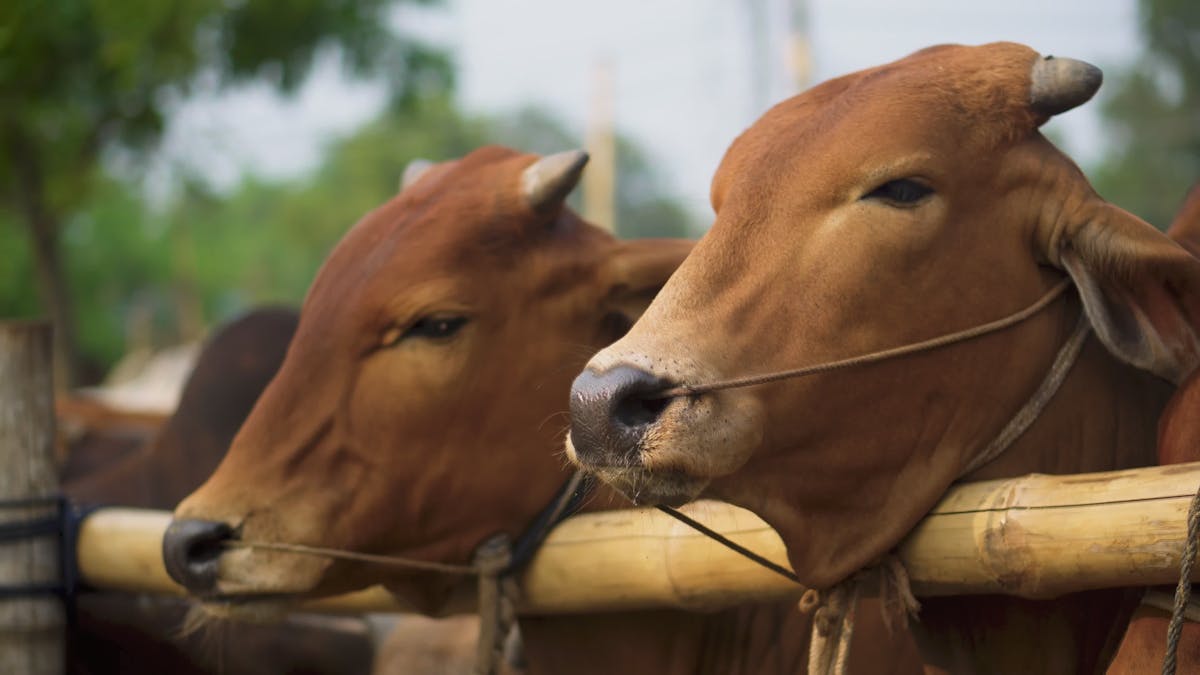 4k Cattle Video Videos, Download The BEST Free 4k Stock Video Footage ...