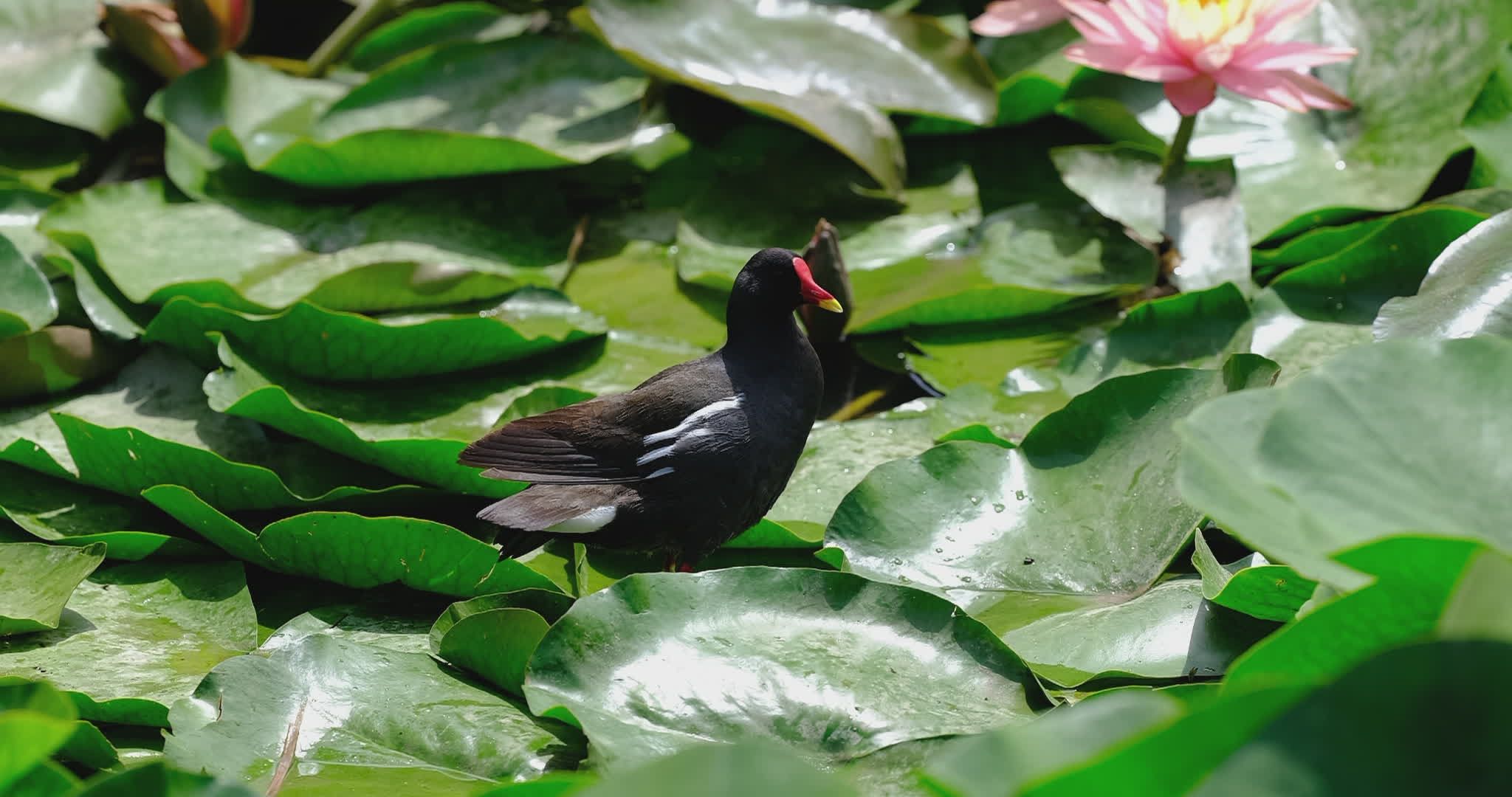 Colorful Bird Among Lotus Leaves in Tranquil Pond Free Stock Video ...
