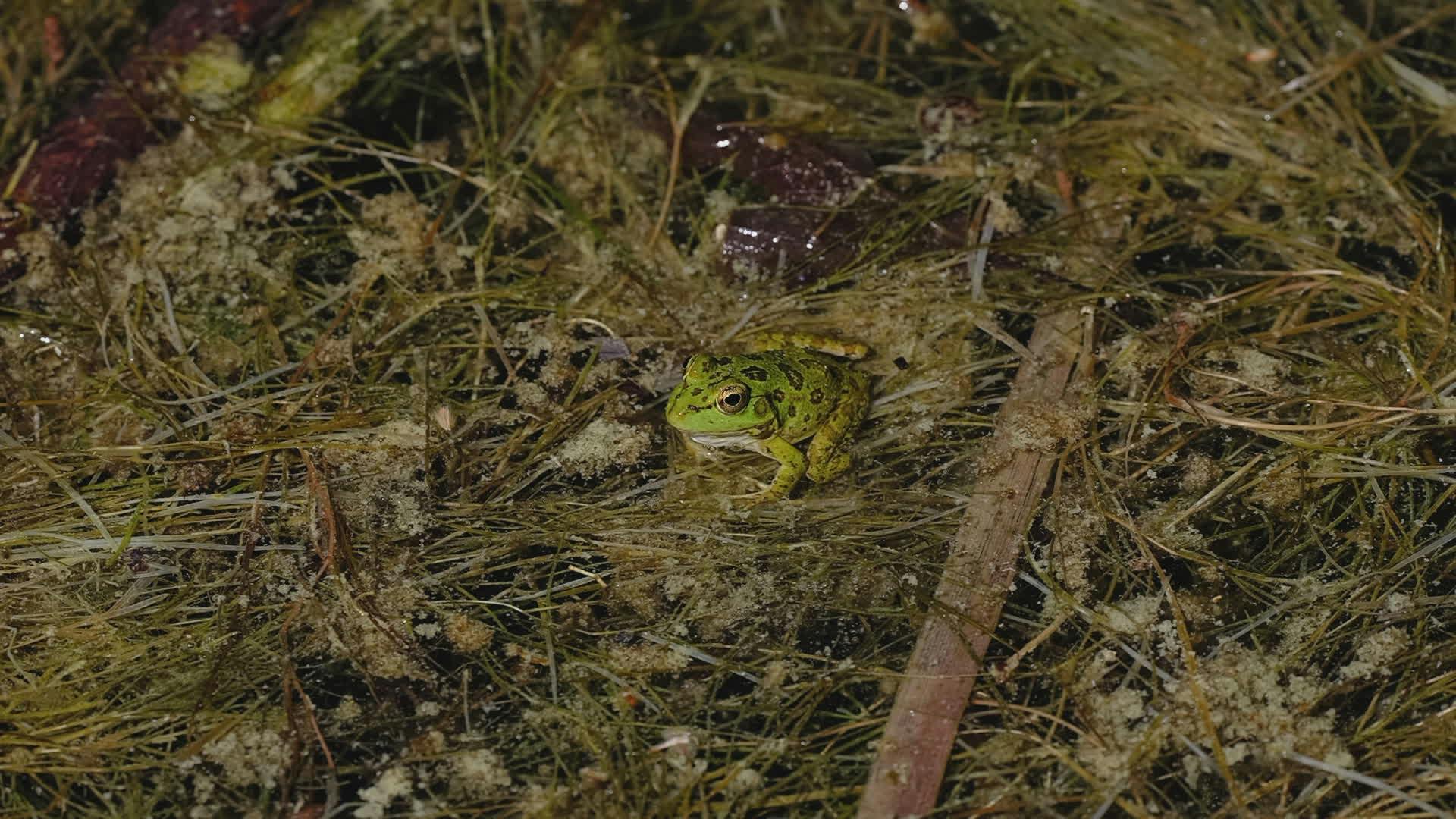 Green Frog in Natural Wetland Habitat Free Stock Video Footage, Royalty ...