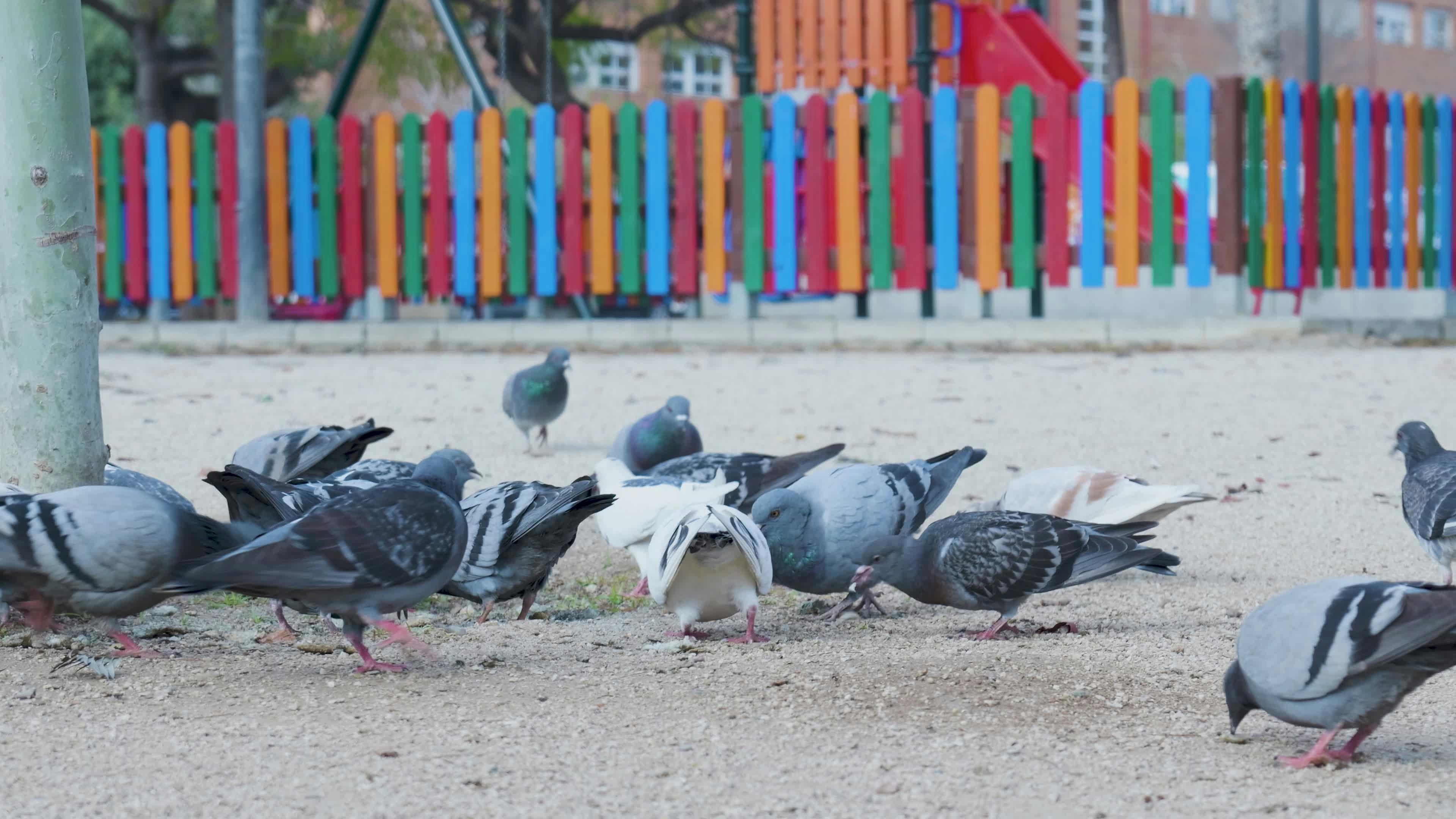 Pigeons Feeding in Colorful Urban Playground Free Stock Video Footage ...