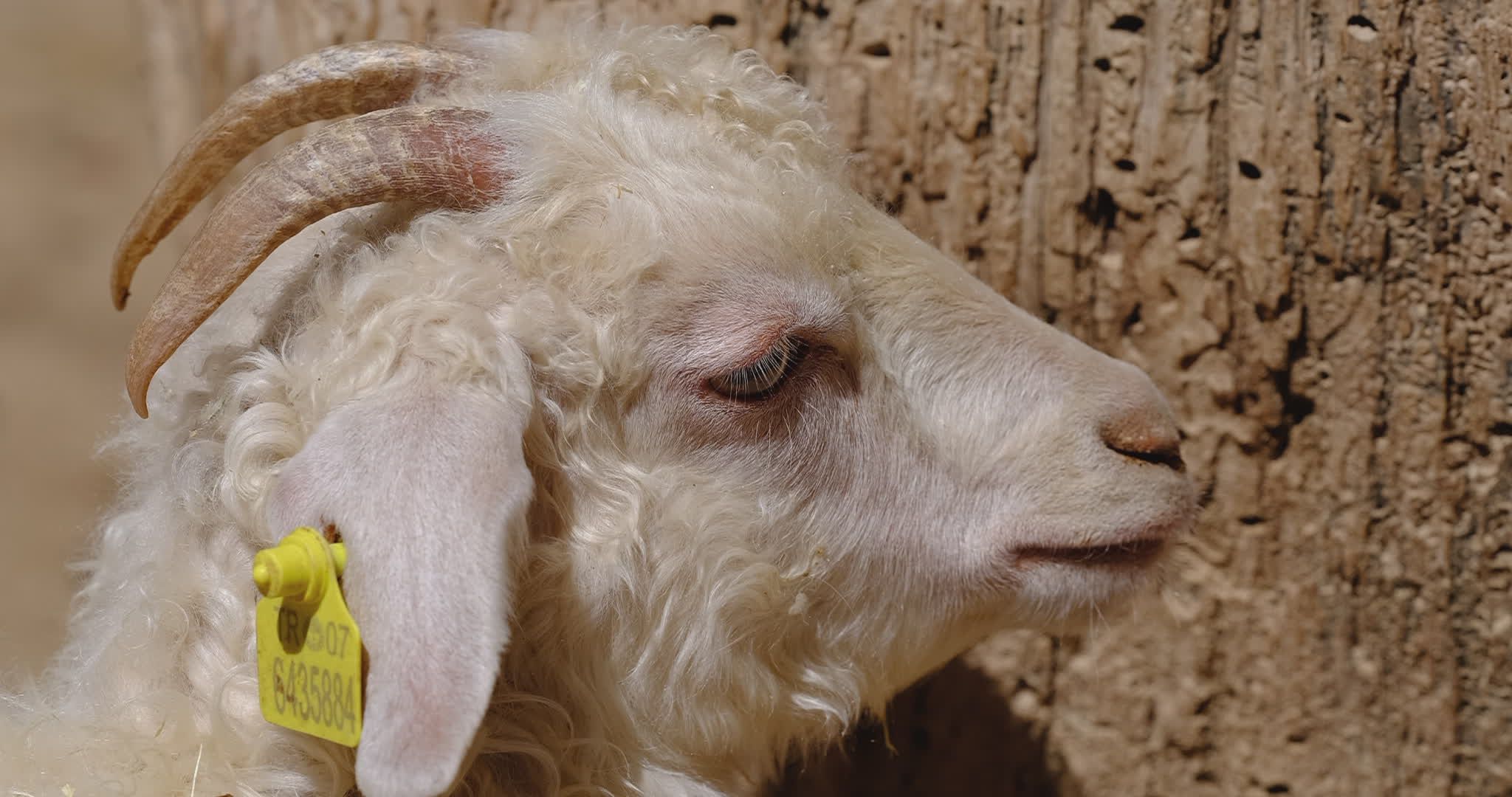 White Goat with Horns and Yellow Tag in Pasture Free Stock Video ...