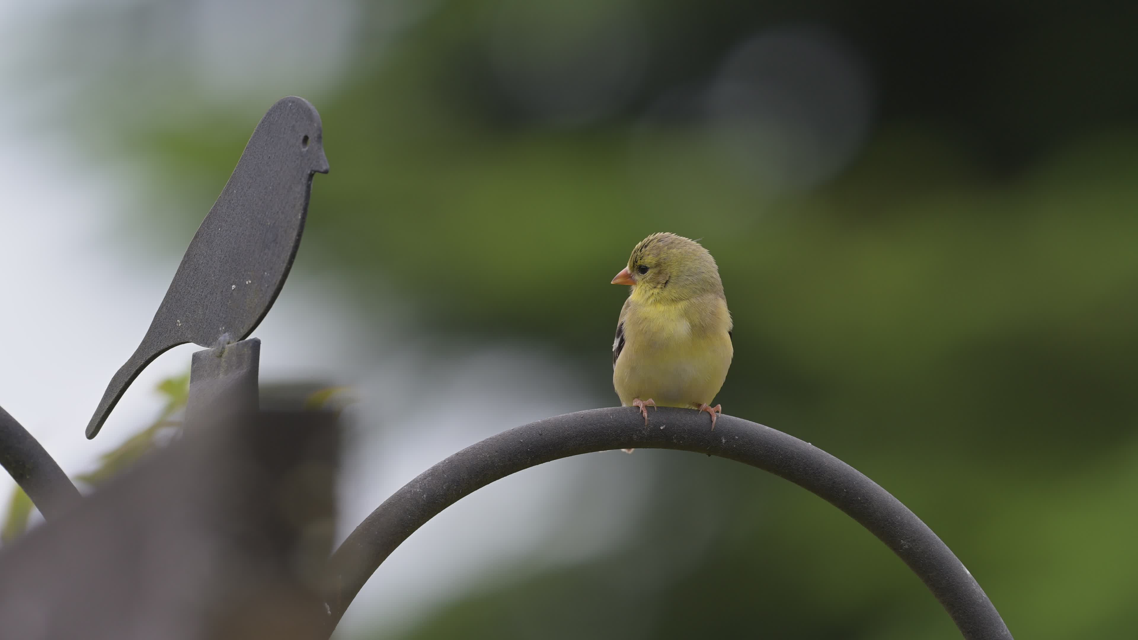 Curious Little Bird Looking at a Camera Free Stock Video Footage ...