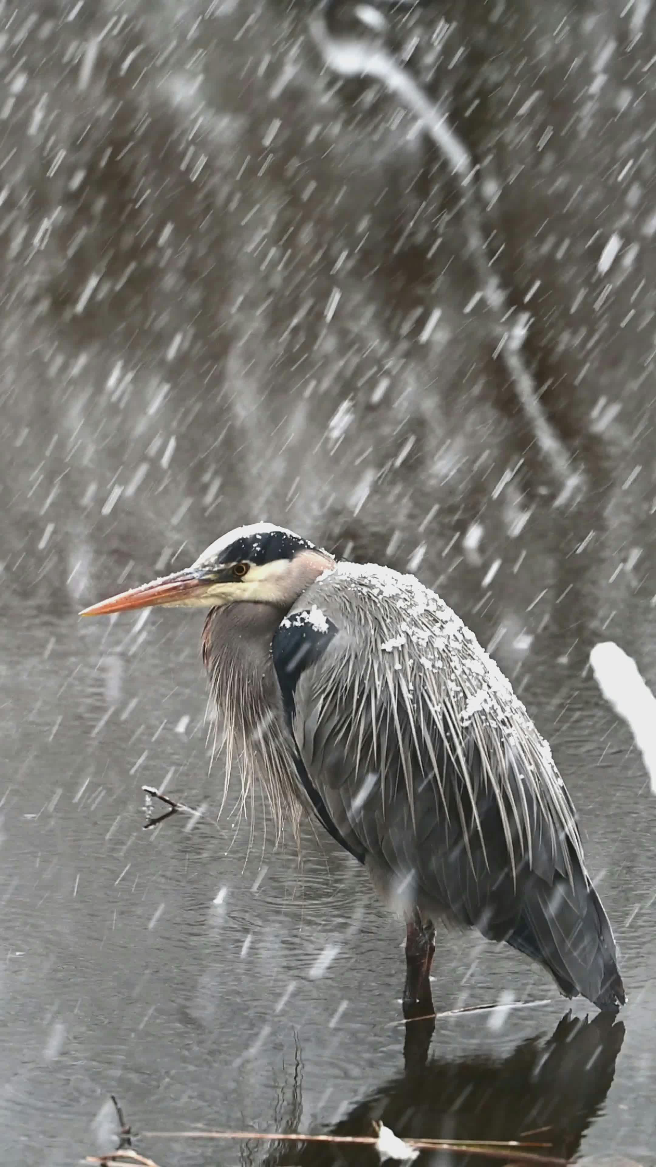 Snowy Streams Videos, Download The BEST Free 4k Stock Video Footage ...