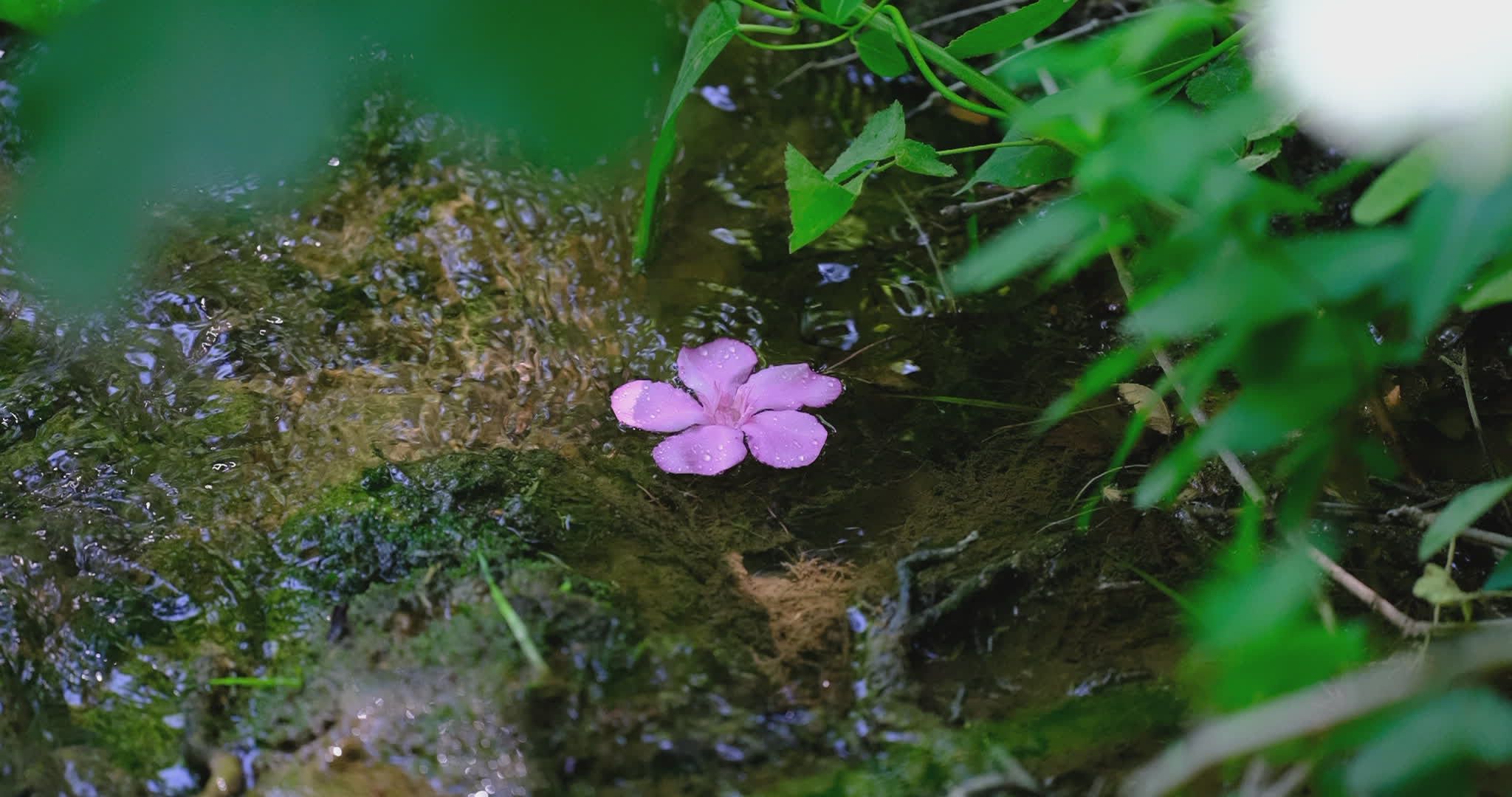 Serene Pink Flower Floating in a Clear Stream Free Stock Video Footage ...