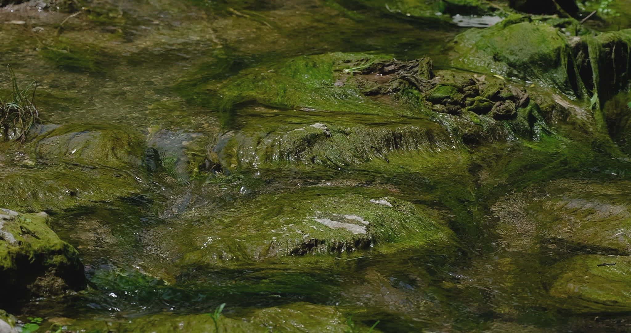 Tranquil Mossy Stream in Sunlit Forest Free Stock Video Footage ...