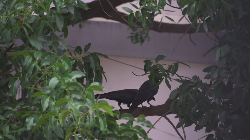 College Girl Gets All Holes Filled Videos Download The Best Free 4k