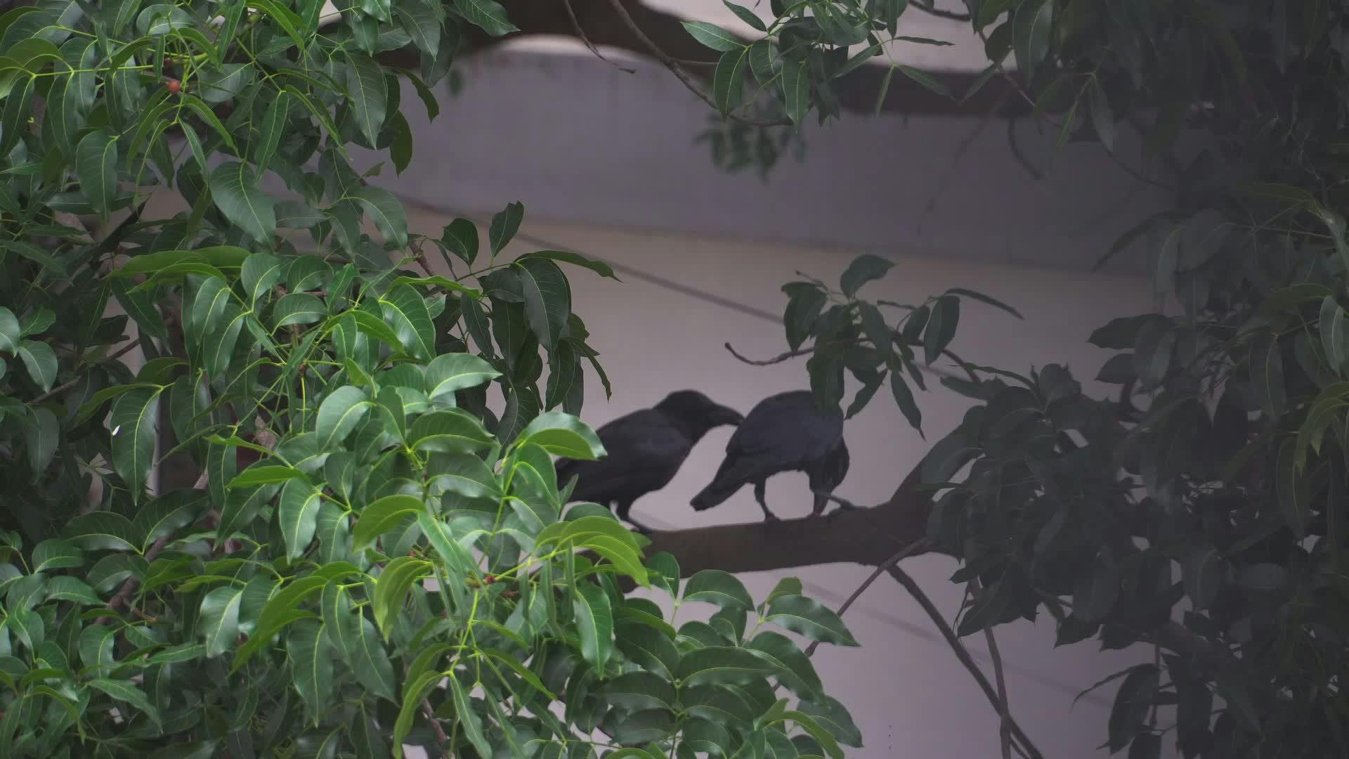 Crow Plate Videos, Download The BEST Free 4k Stock Video Footage & Crow ...