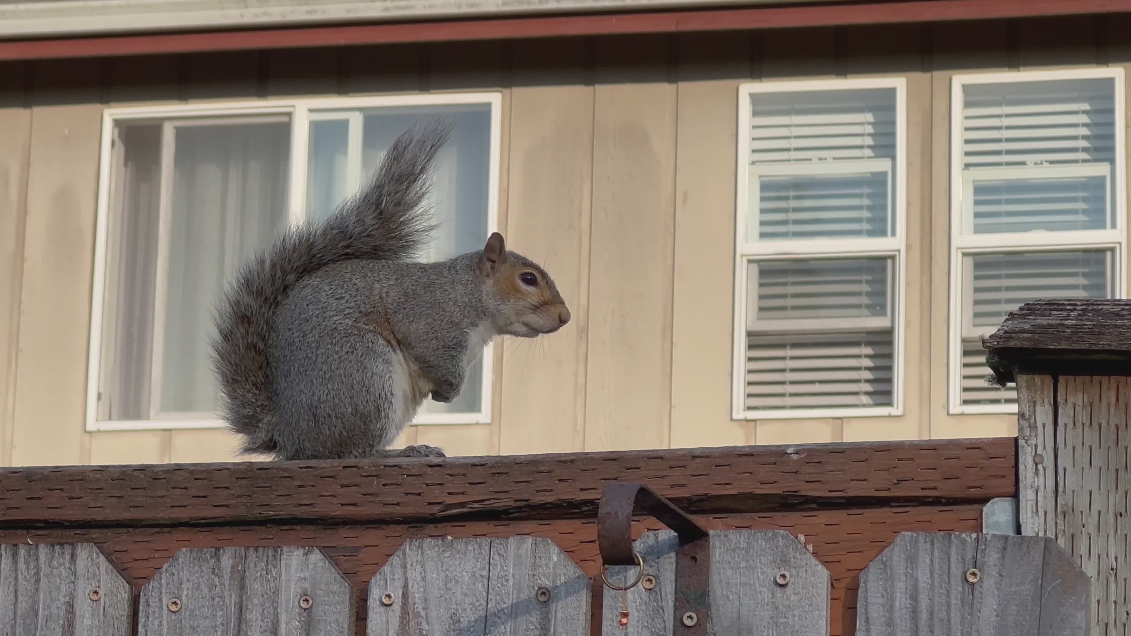 Close-Up of Curious Squirrel on Wooden Fence Free Stock Video Footage ...