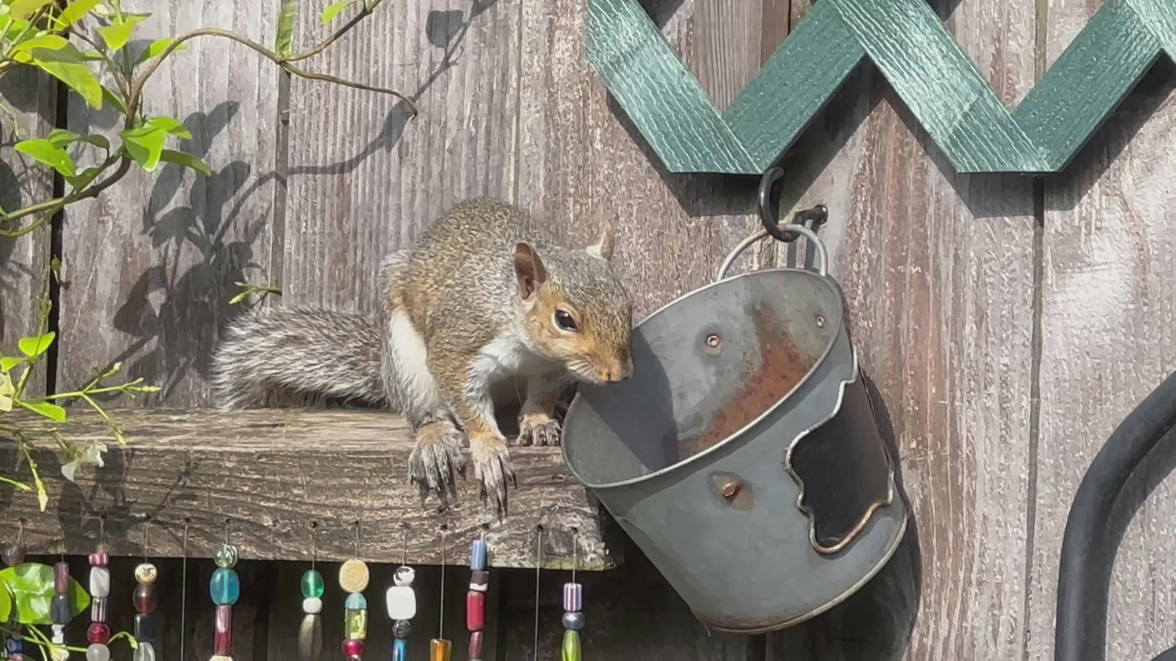 Curious Gray Squirrel on Garden Fence Free Stock Video Footage, Royalty ...