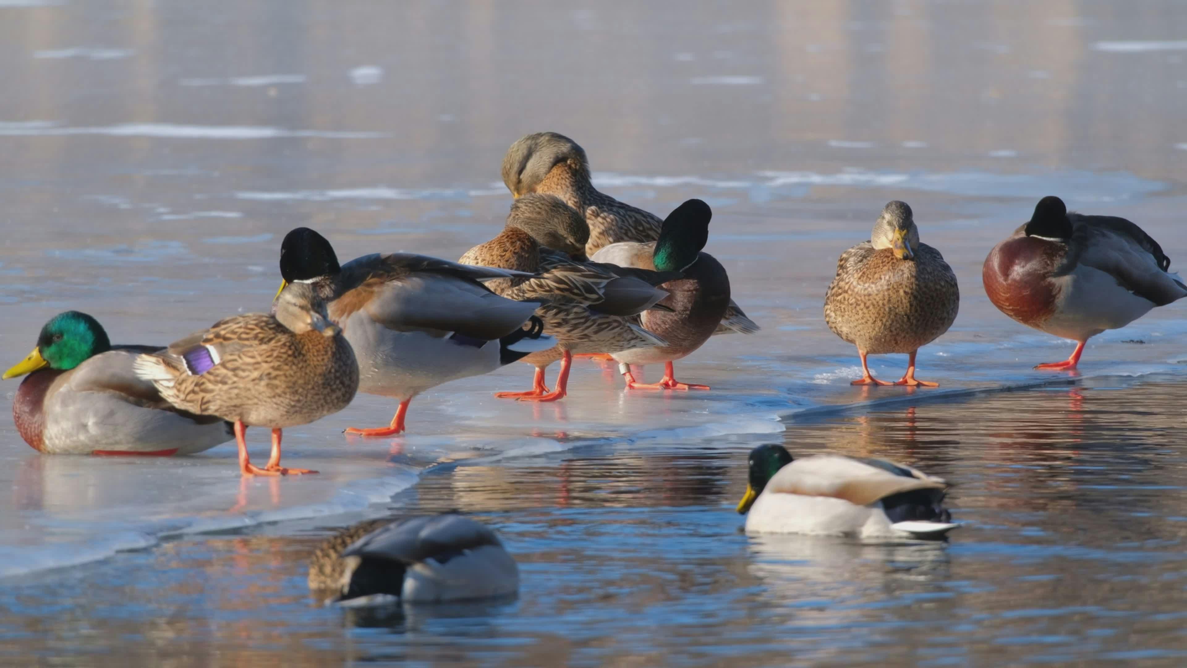 Duck Tv Videos, Download The BEST Free 4k Stock Video Footage & Duck Tv ...