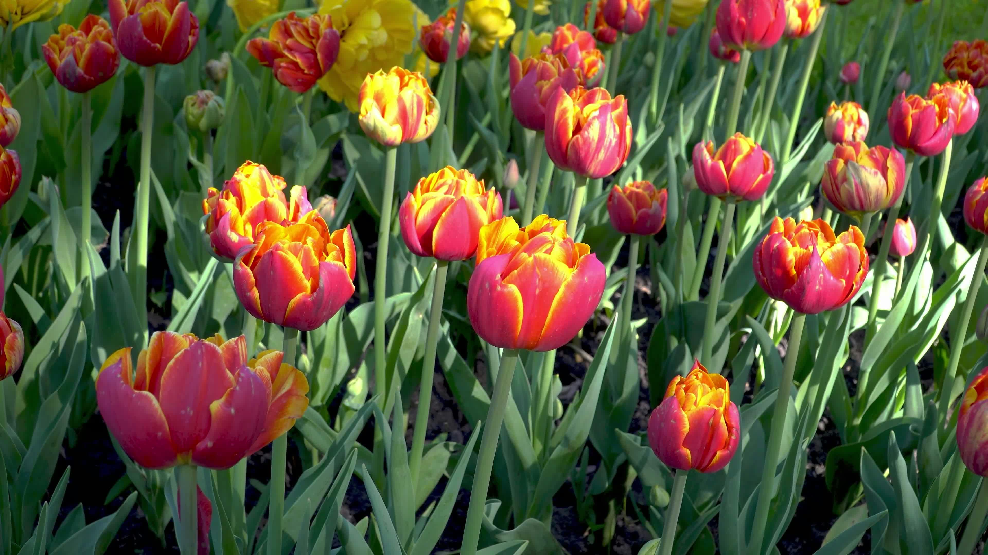 Ppt Backgrounds Videos, Download The BEST Free 4k Stock Video Footage ...