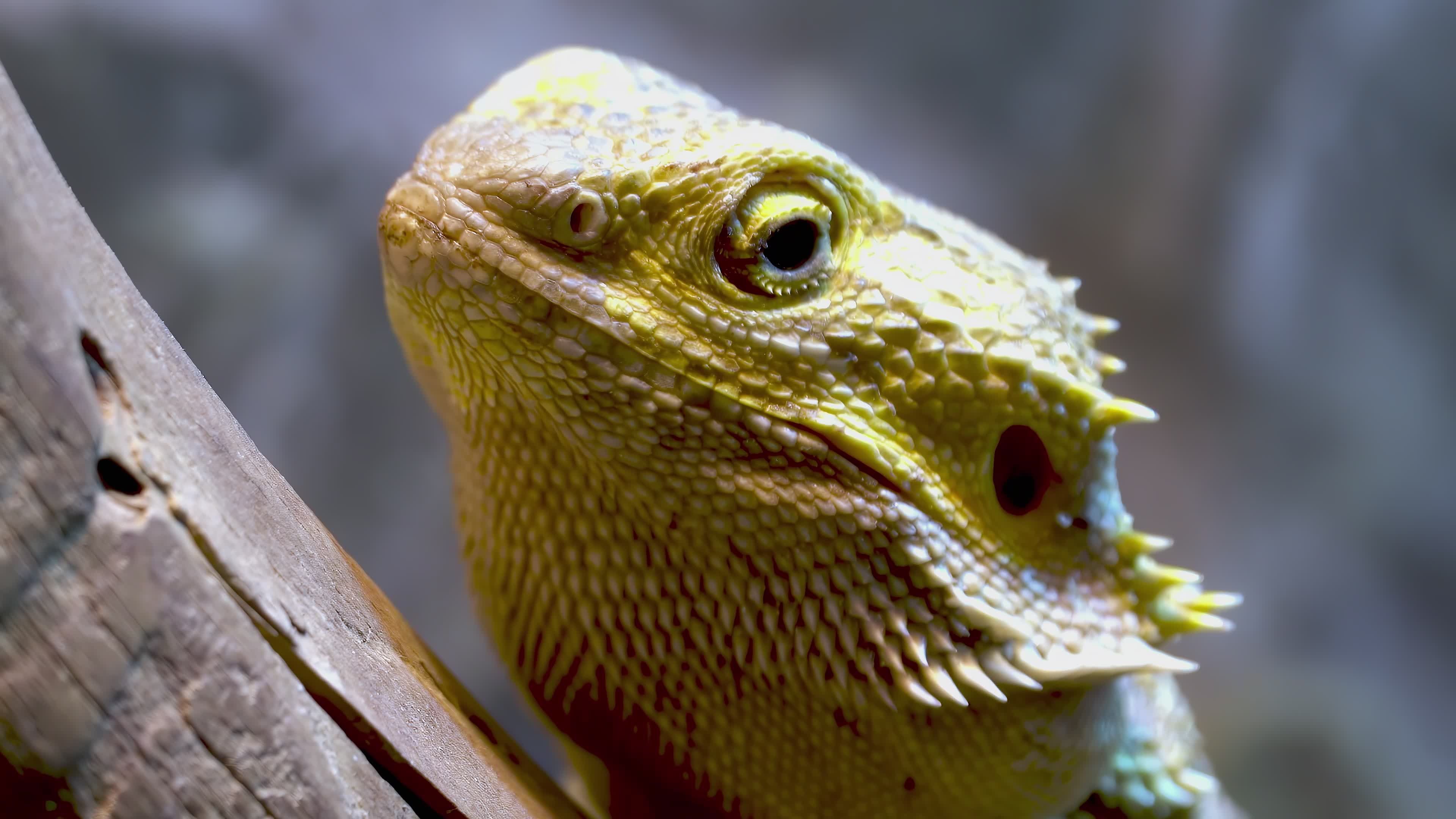 Close-up of a Bearded Dragon Lizard in Nature Free Stock Video Footage ...