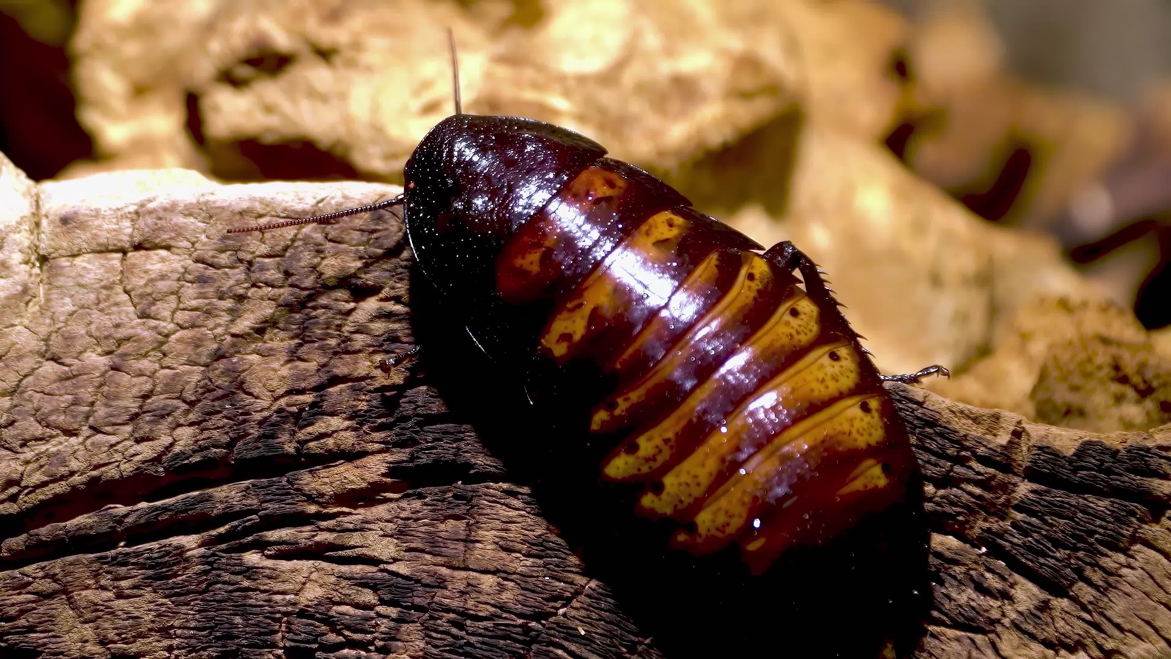 Primer Plano De Una Cucaracha Silbante De Madagascar · Vídeo de stock ...