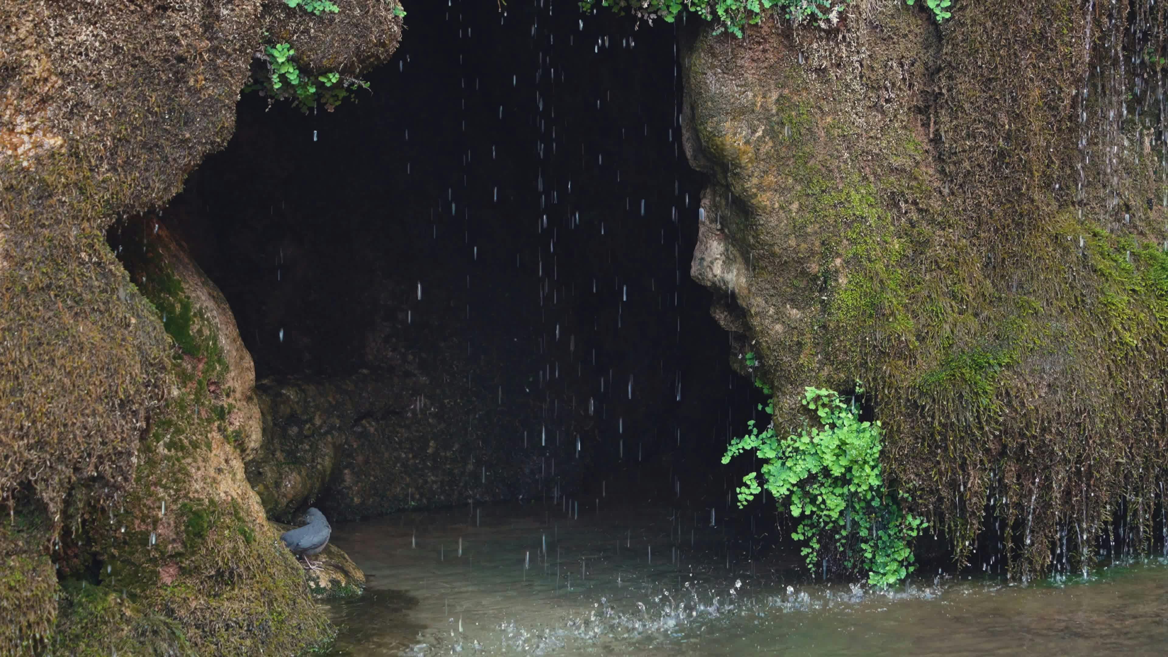 Bird in Cave with Water Dripping Free Stock Video Footage, Royalty-Free ...