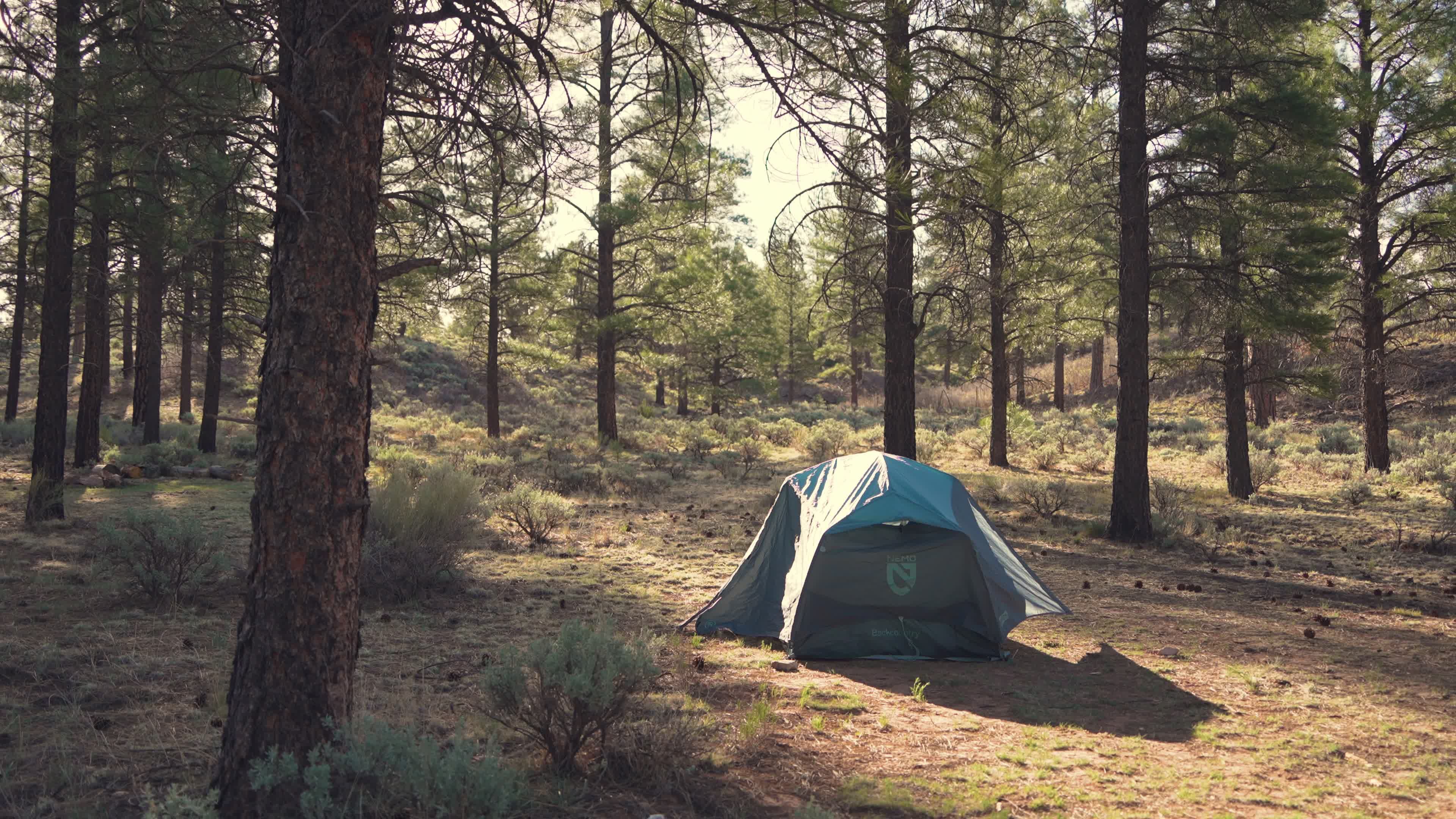 Serene Forest Camping in a Pine Grove Free Stock Video Footage, Royalty ...