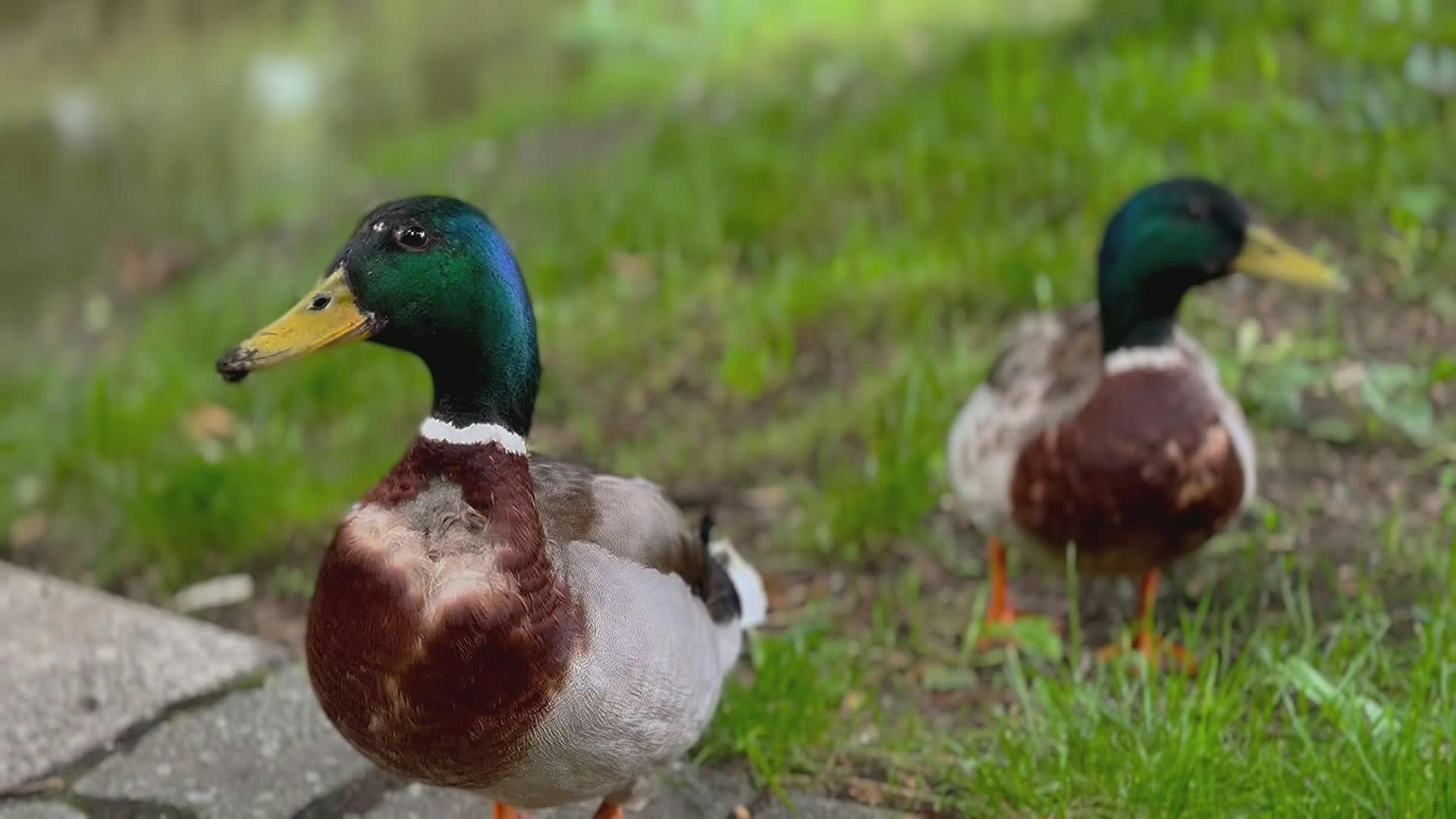 Ducks In A Lake Videos, Download The BEST Free 4k Stock Video Footage ...