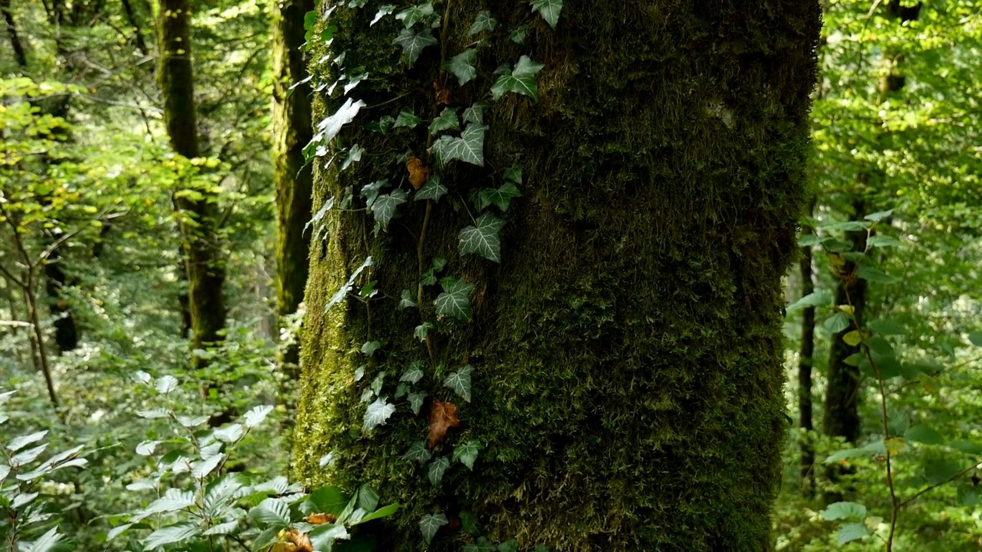 Moss And Crawling Plants Growing On The Tree Trunks In A Forest · Free ...