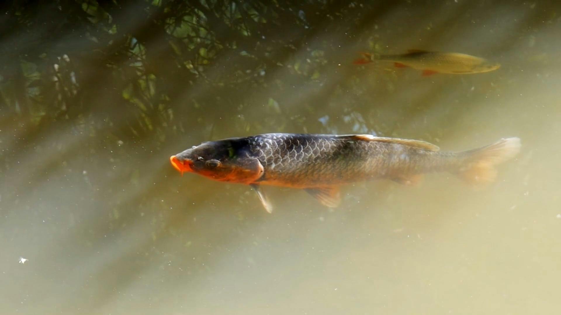 A Fish Resting On A Water Pond Surface Free Stock Video Footage ...