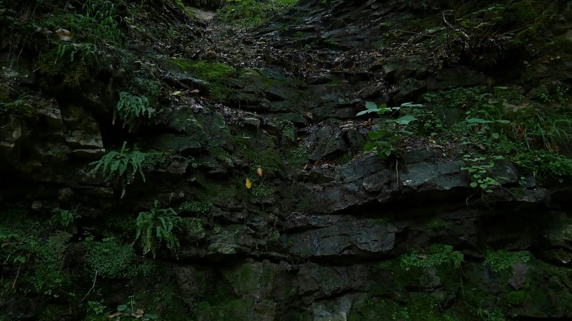 Video Of Rainforest · Free Stock Video