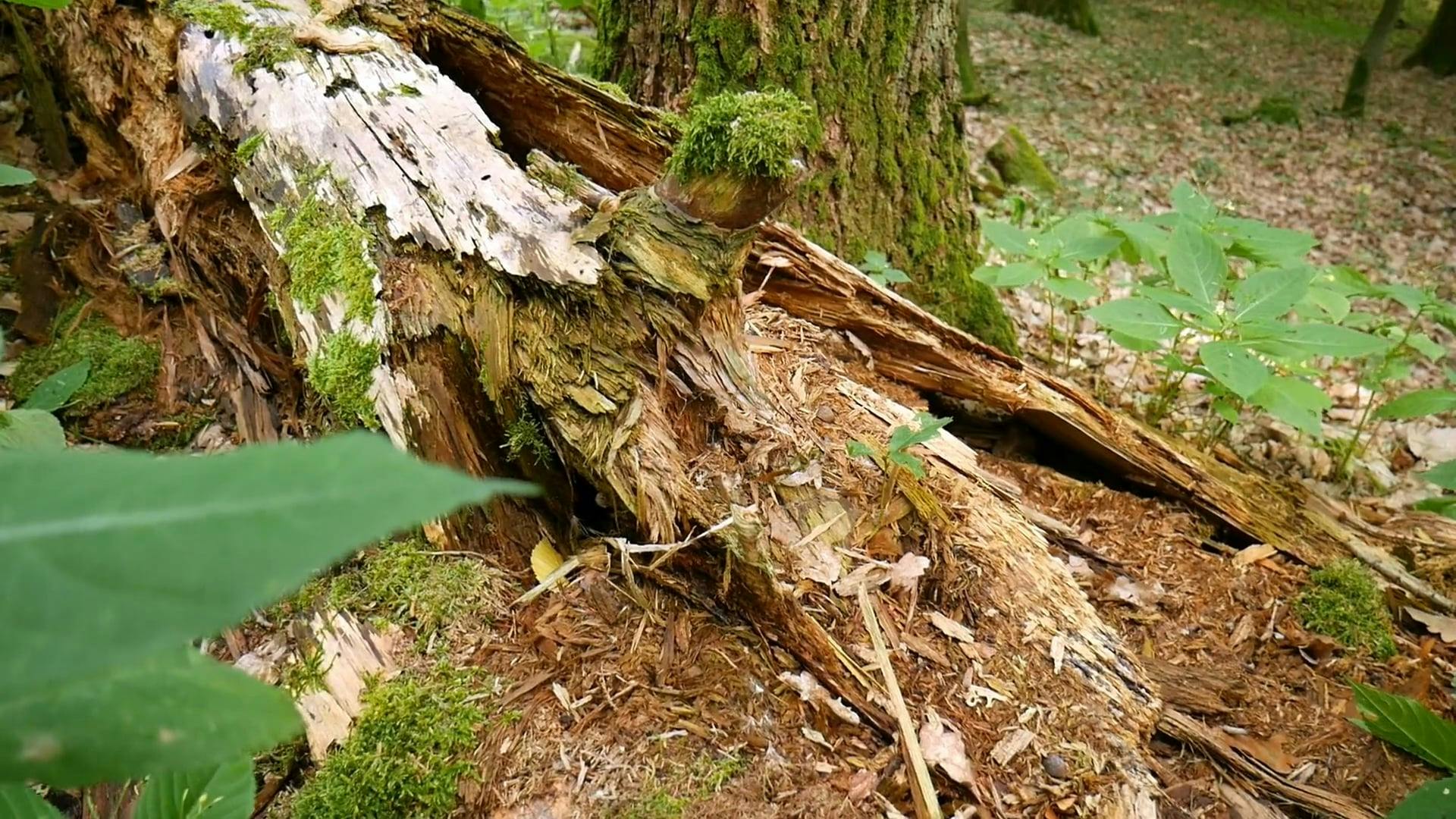 An Uprooted Tree Decaying On A Forest Ground · Free Stock Video