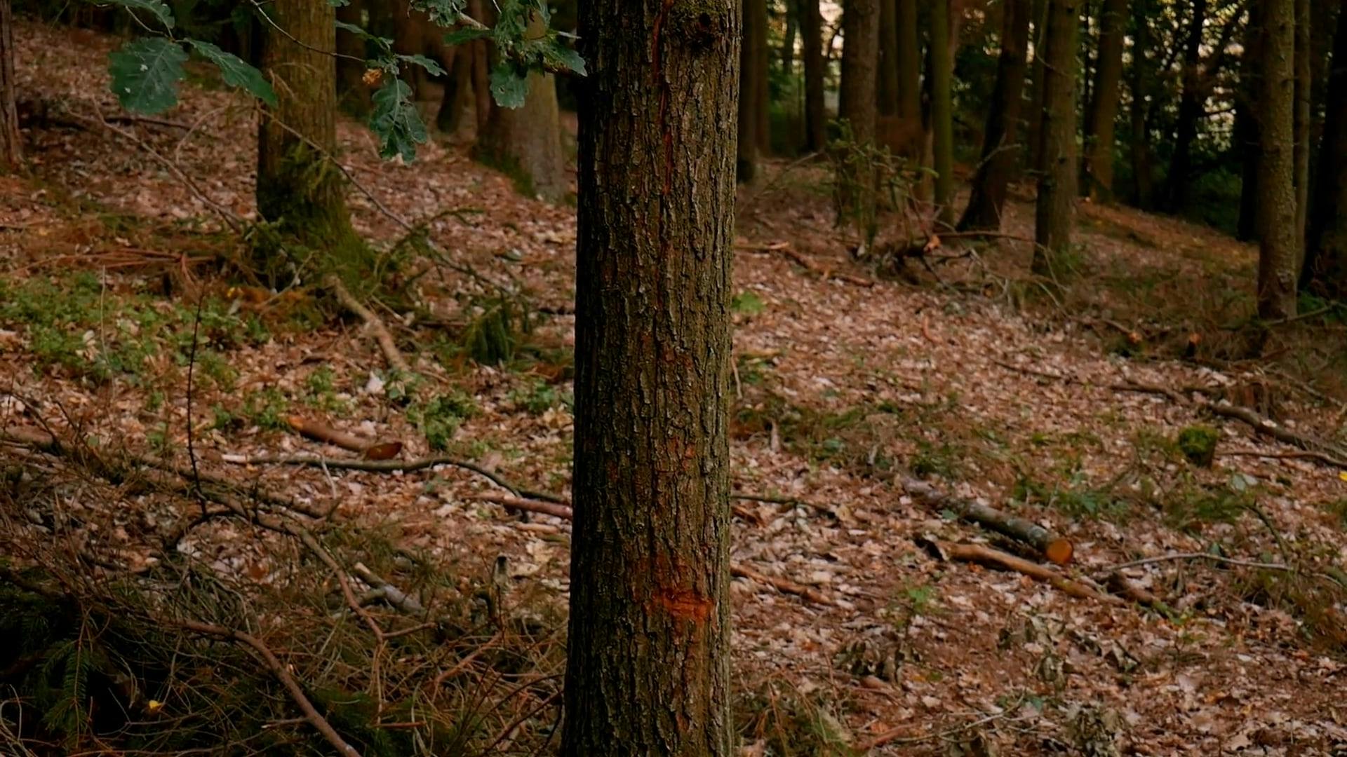 Splinters Of Wood On Top Of A Broken Tree Trunk · Free Stock Video