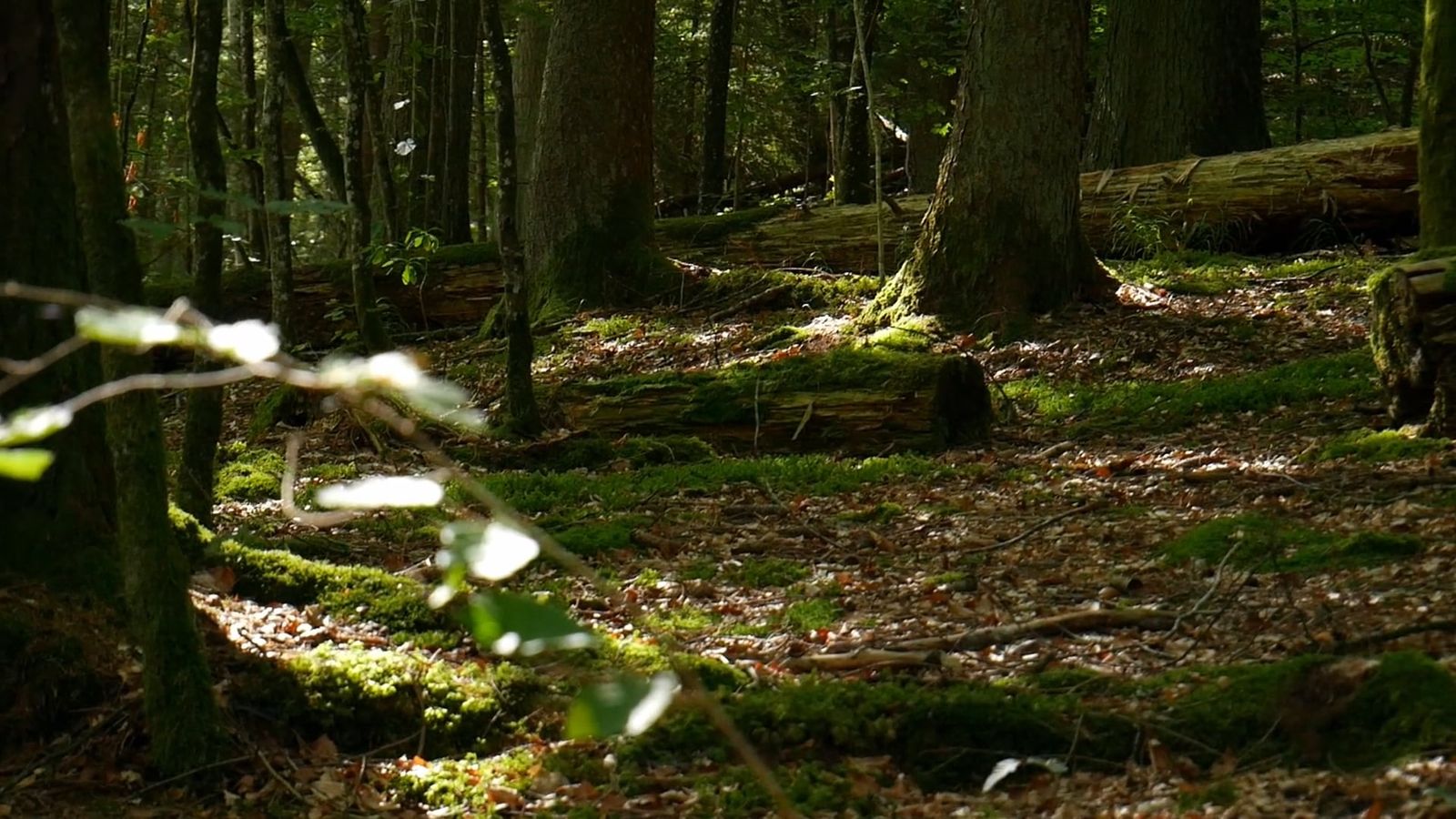 36,115+ Best Free Tree cutting 4K Stock Video Footage & Royalty-Free HD ...