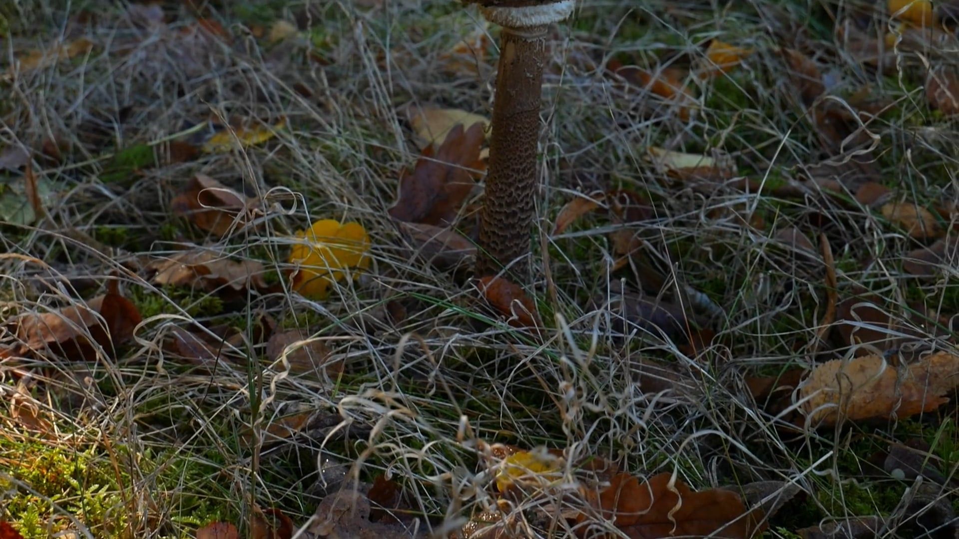 A Mushroom With A Big Brown Round Head Growing in The wild Free Stock ...