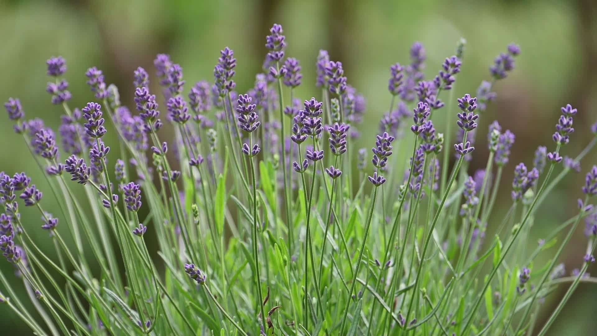 Plantas De Lavanda Vivaces En Plena Floración · Vídeo de stock gratuito