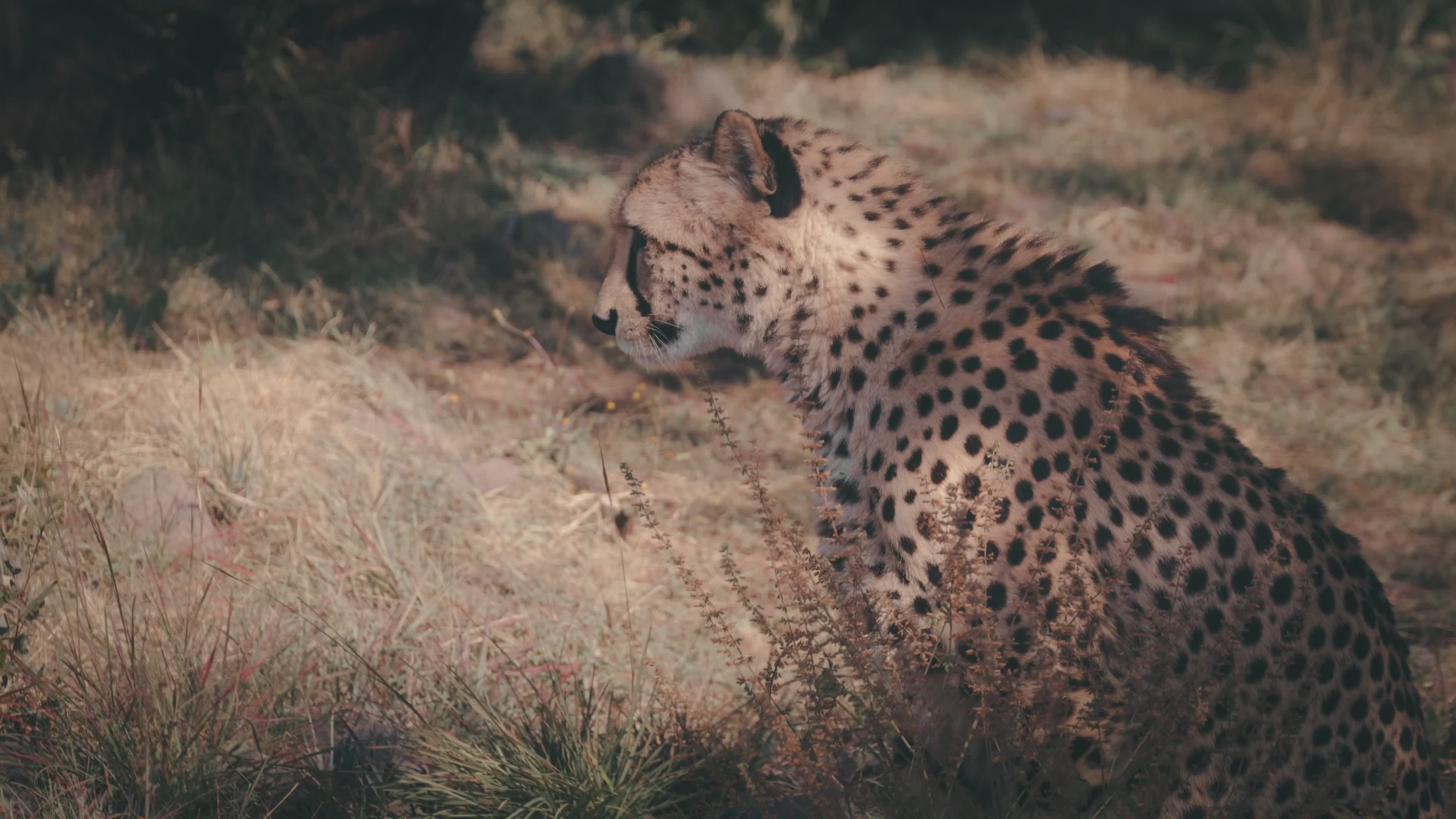 Animal Movement Videos, Download The BEST Free 4k Stock Video Footage ...
