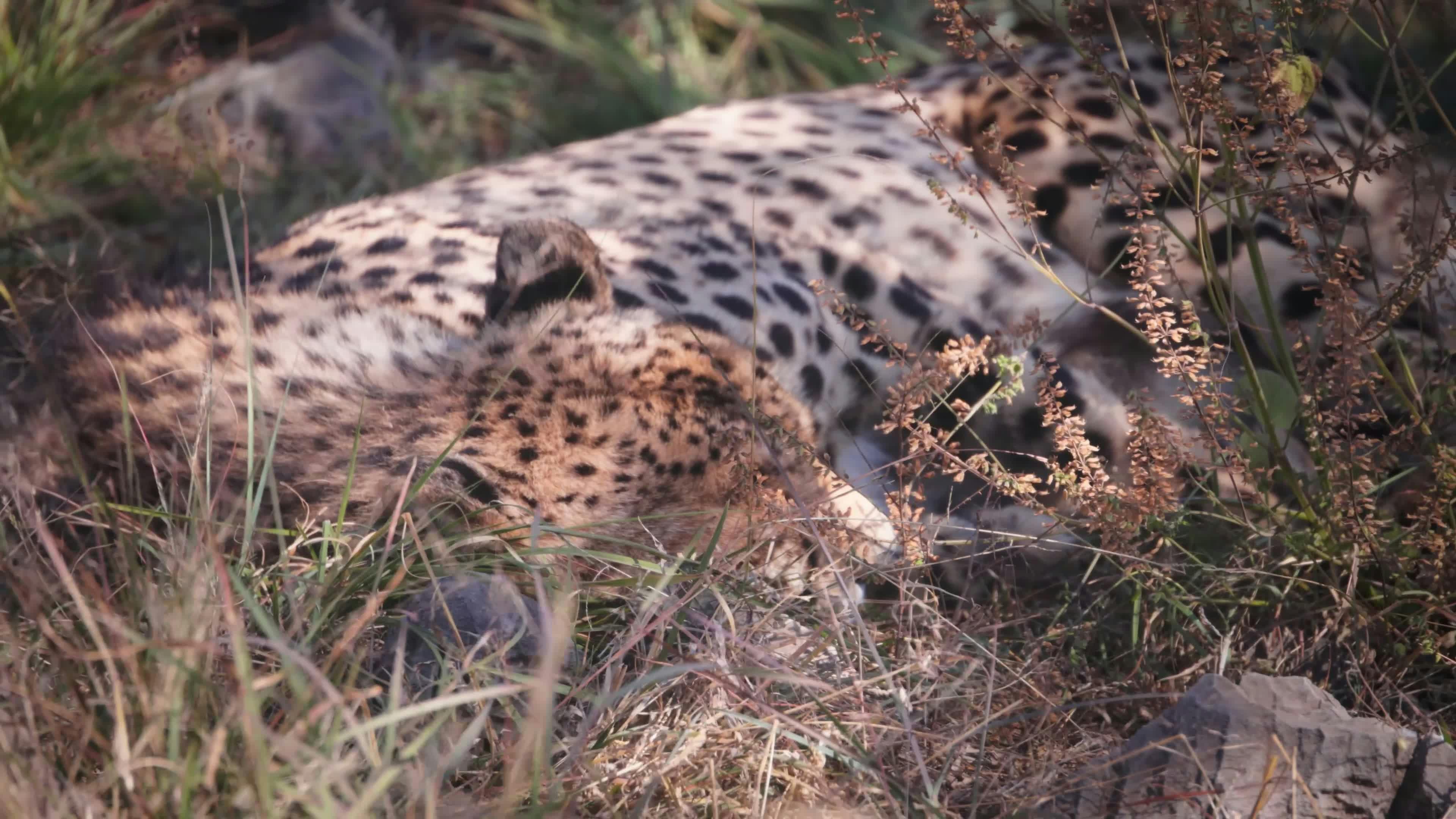 Cheetahs Feasting on Prey in African Savanna Free Stock Video Footage ...