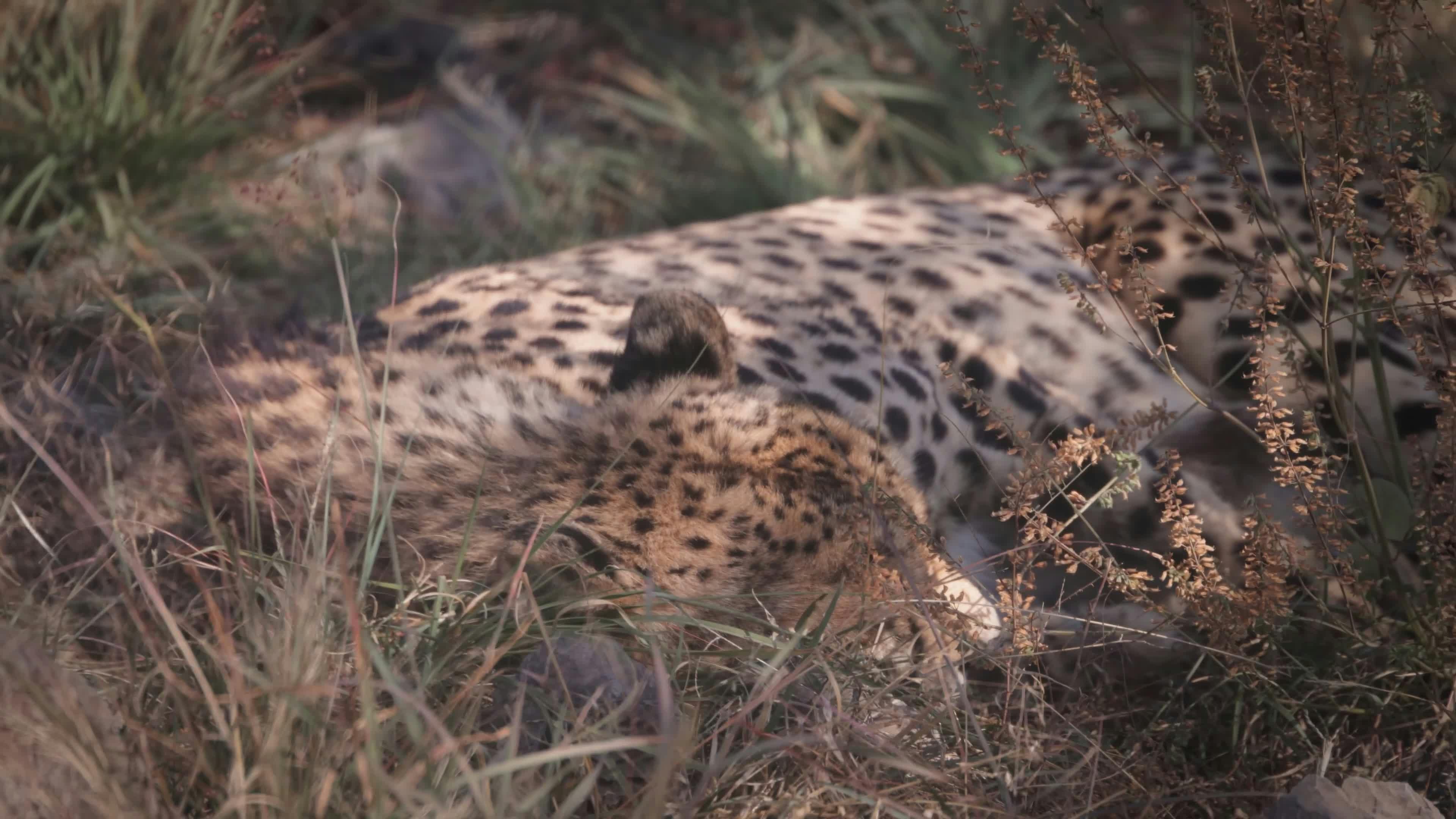 Sleeping+Creepshots Videos, Download The BEST Free 4k Stock Video ...